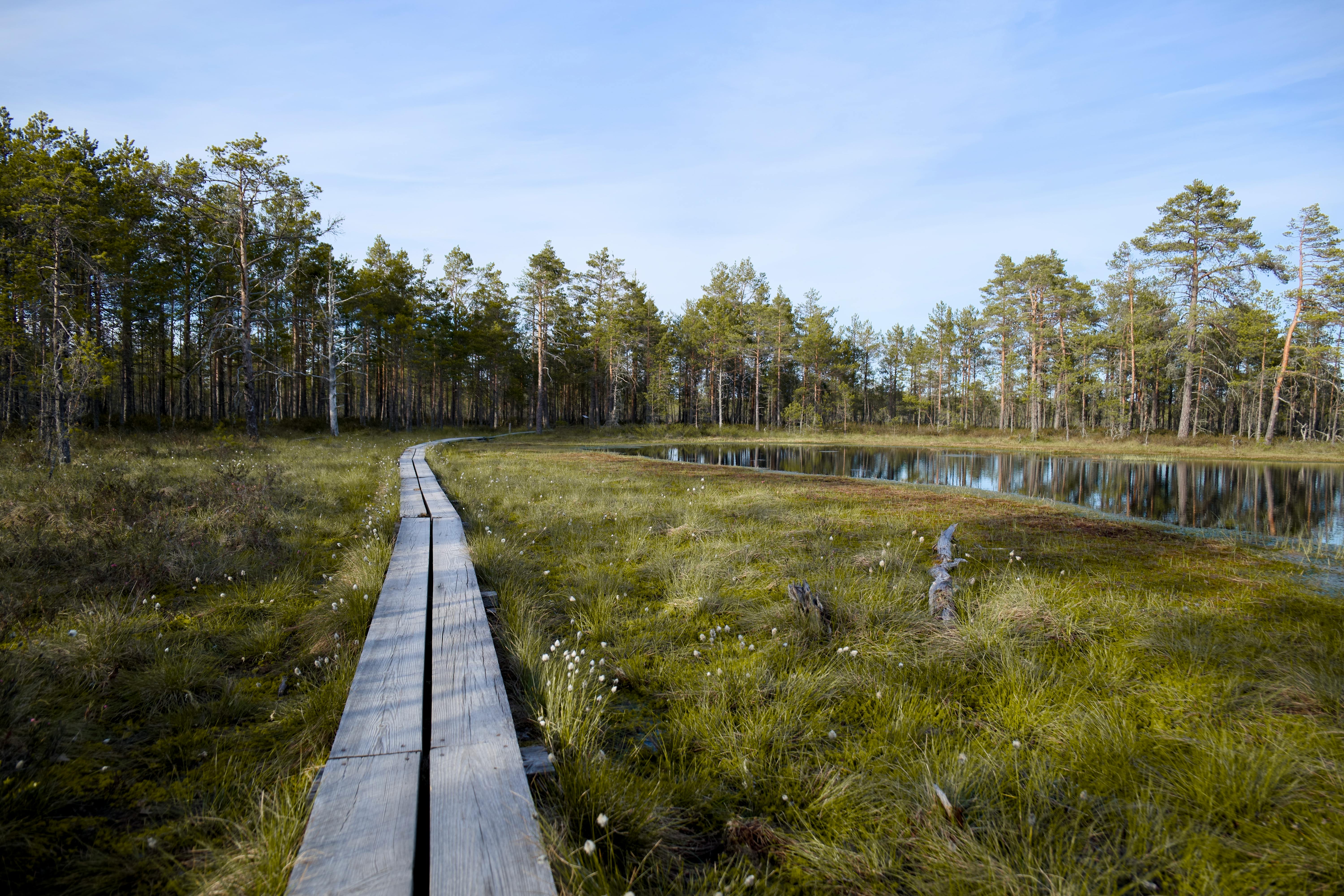 Nightt Swamp Photos, Download The BEST Free Nightt Swamp Stock Photos ...