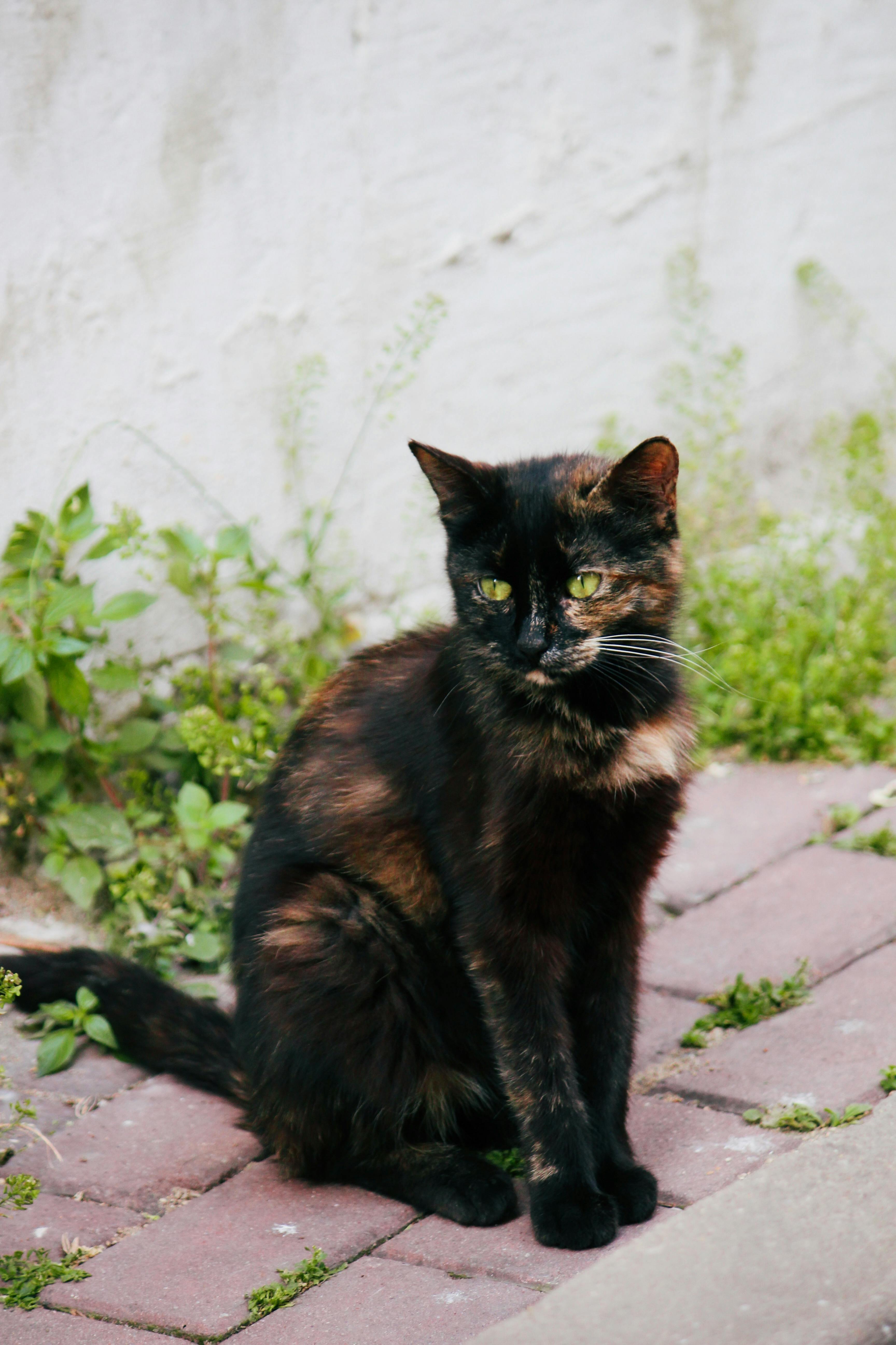 Black Cat With Ginger Spots · Free Stock Photo