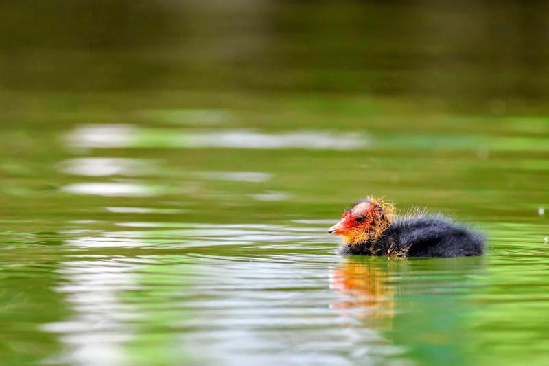 500+ Best Chick Photos · 100% Free Download · Pexels Stock Photos