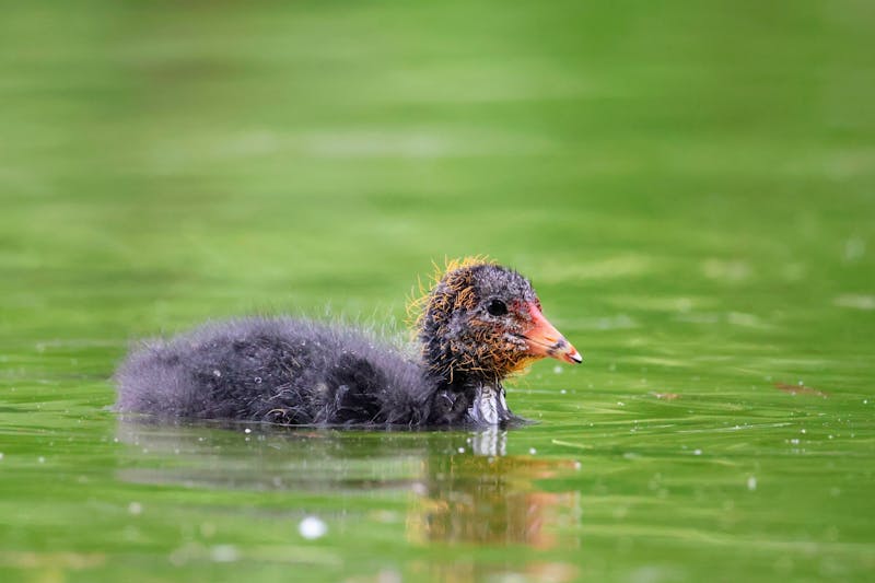 500+ Best Chick Photos · 100% Free Download · Pexels Stock Photos