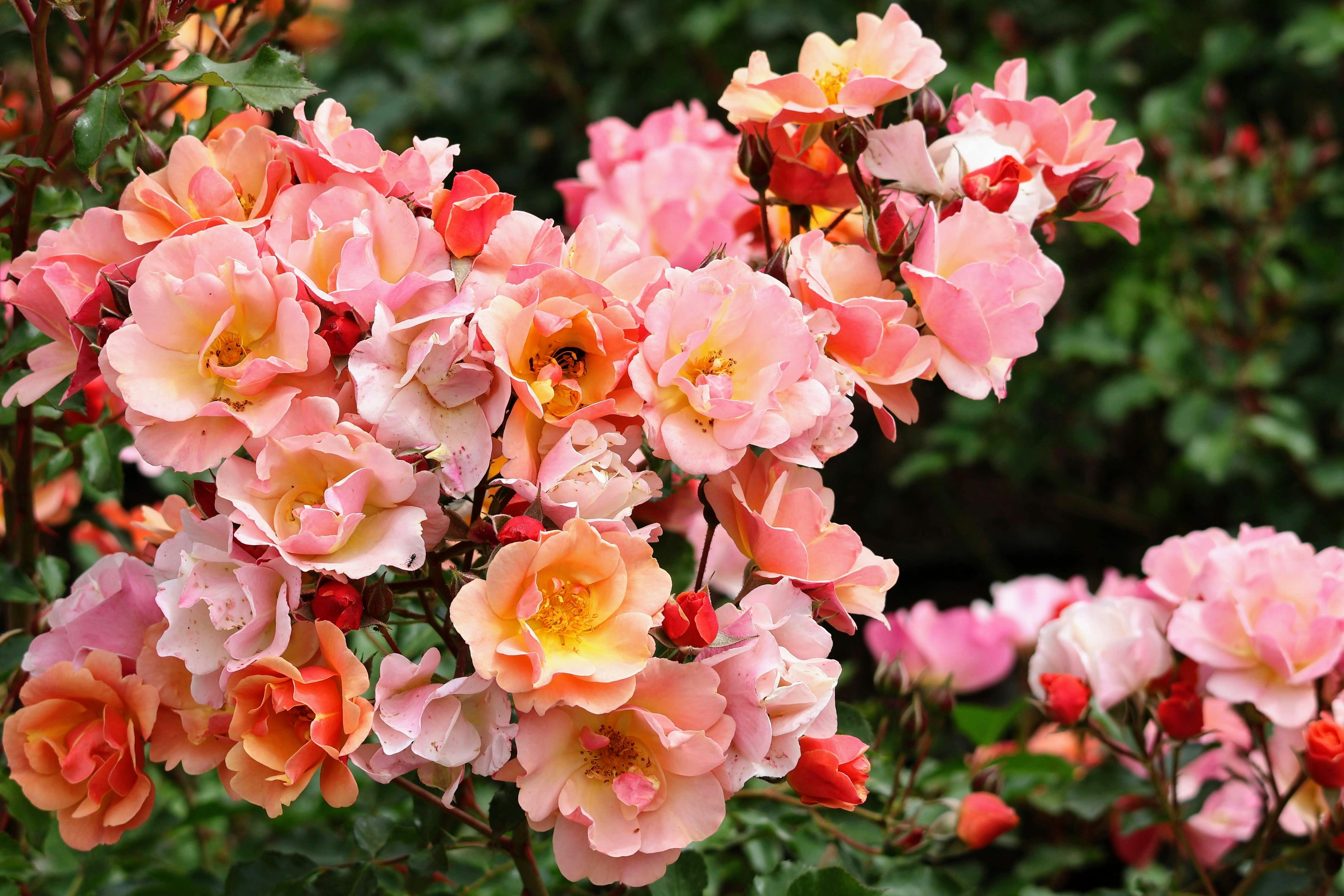 Jazz Roses Photos, Download The BEST Free Jazz Roses Stock Photos & HD ...