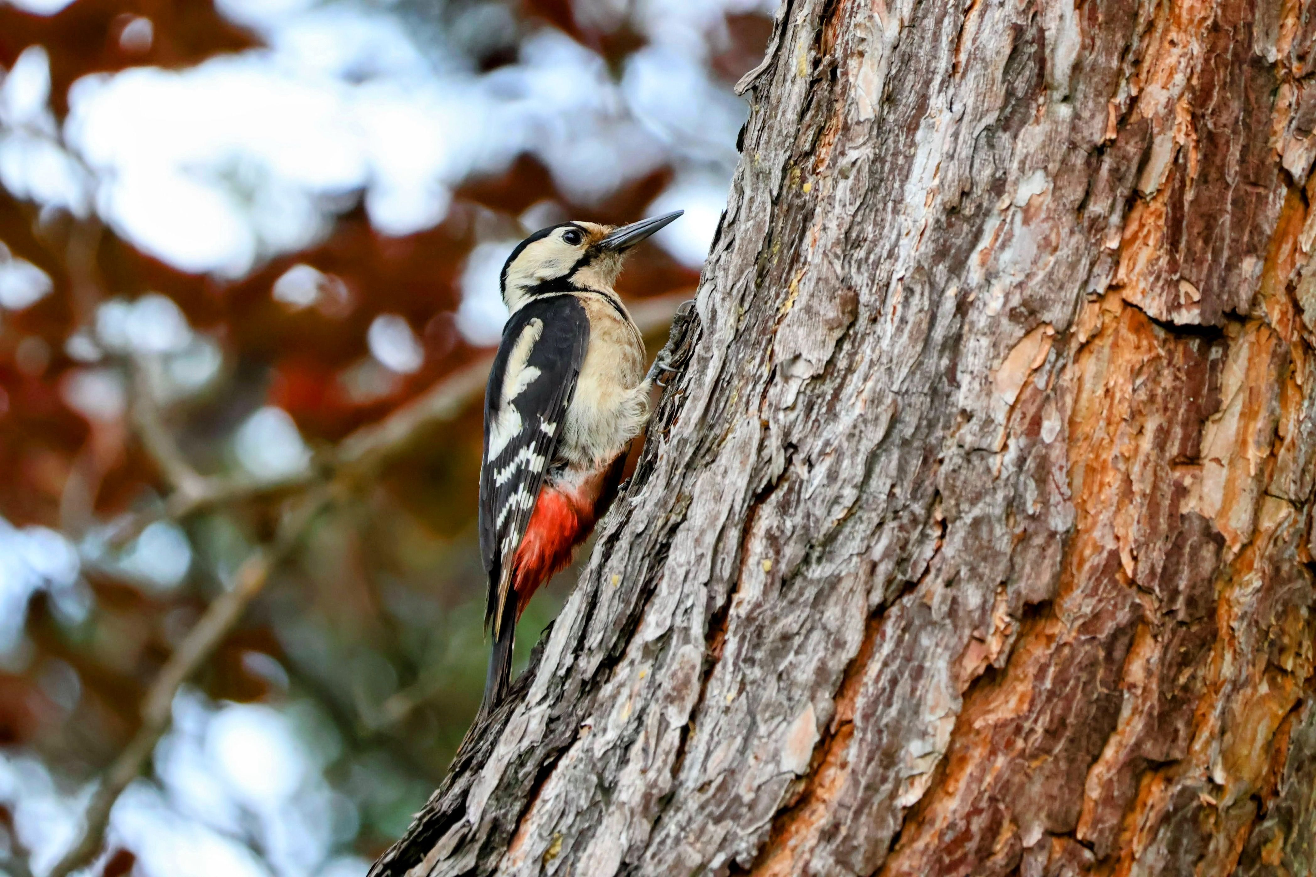 Side View of Great Spotted Woodpecker on a Tree Trunk · Free Stock Photo