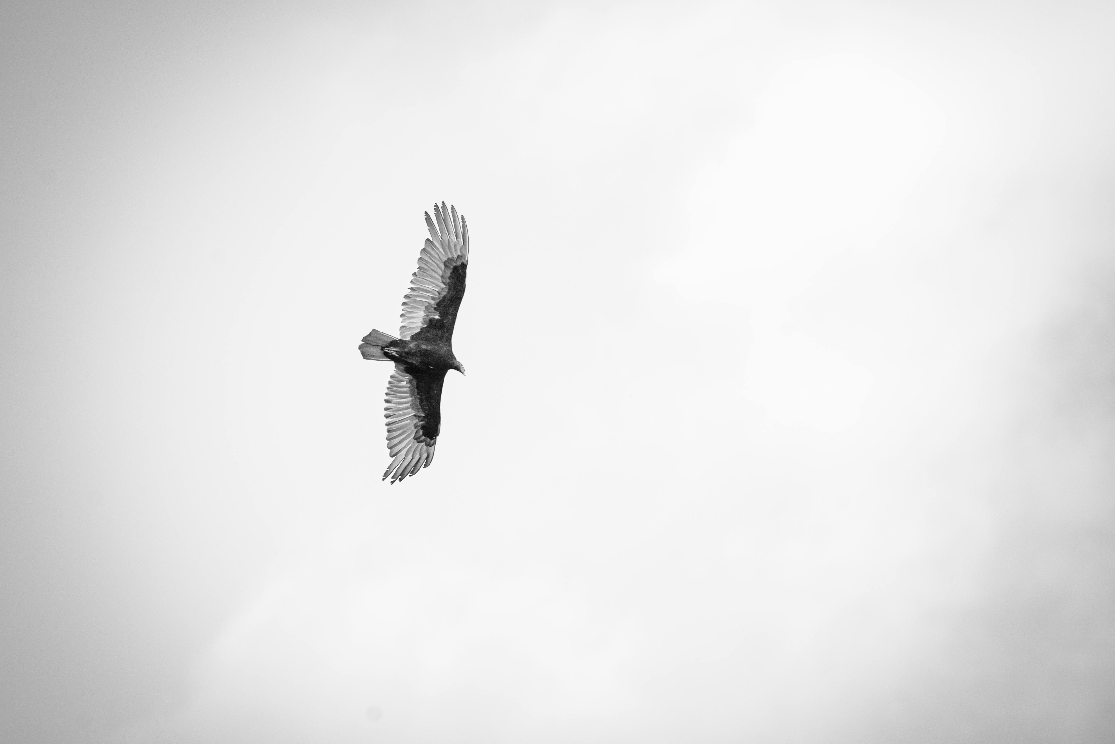 Condor with Spread Wings Soaring in the Sky · Free Stock Photo