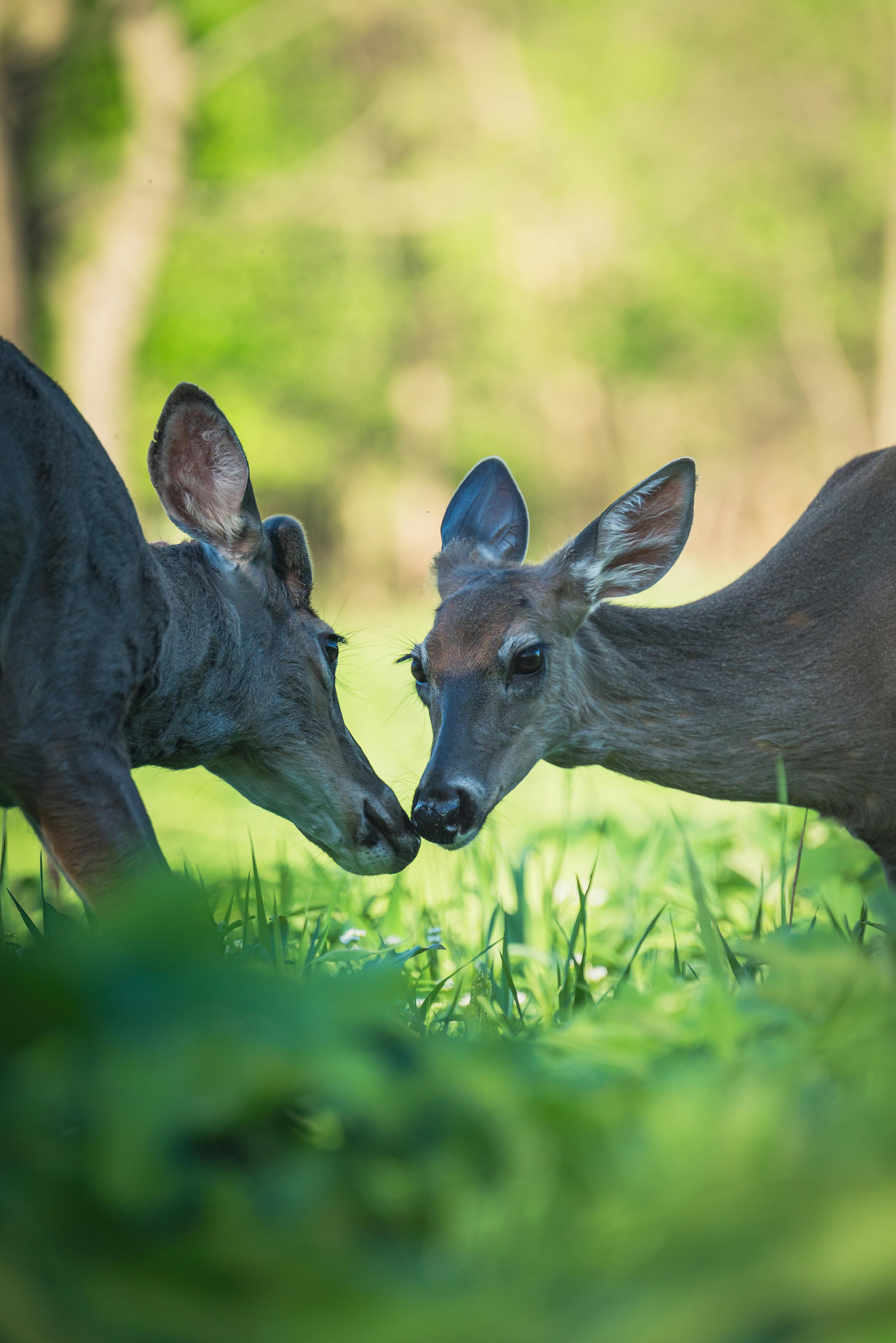Stag and a Roe Deer Touching Noses in a Forest Clearing · Free Stock Photo
