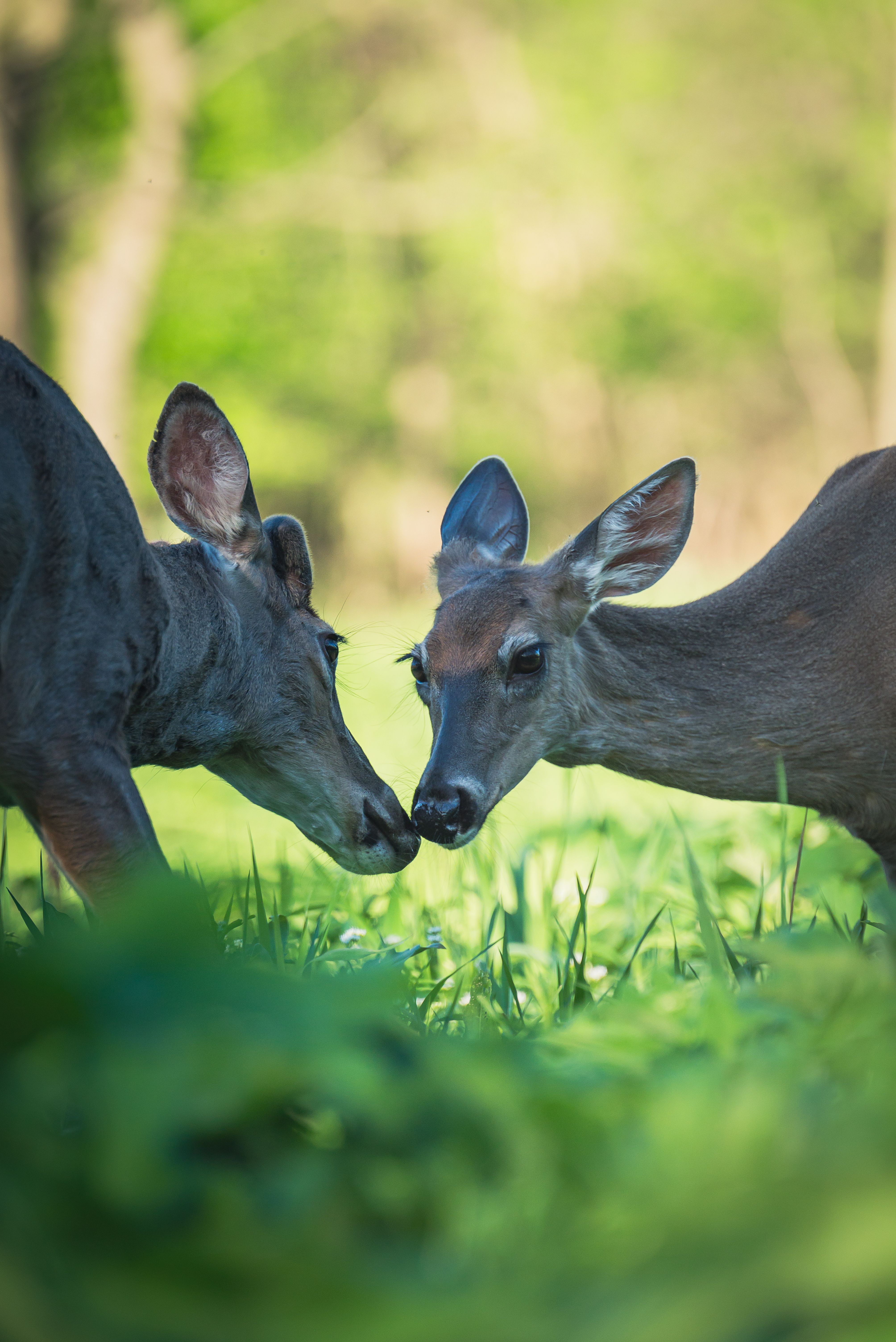 Two deer are kissing each other in the grass · Free Stock Photo