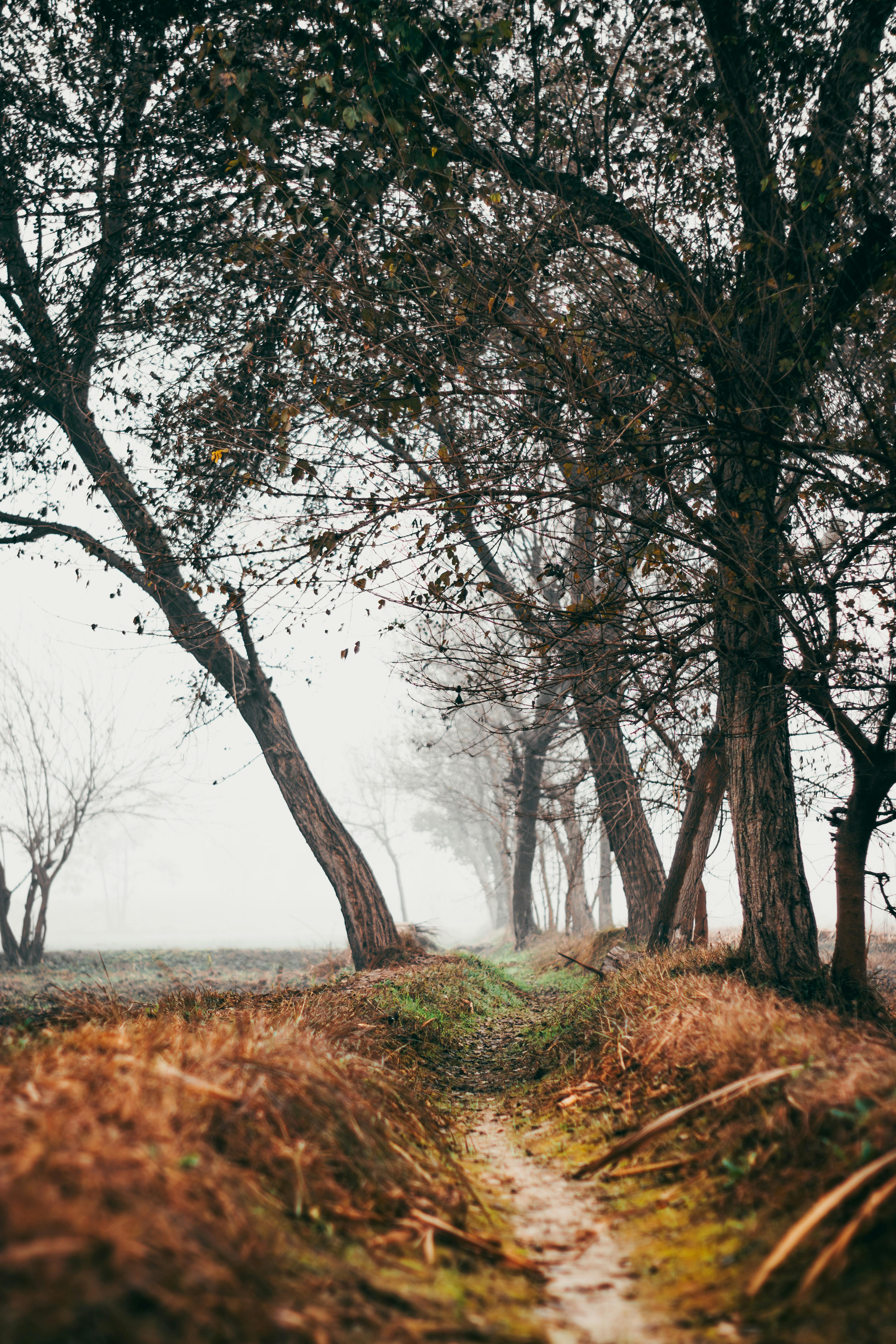 Footpath between Trees on Field · Free Stock Photo