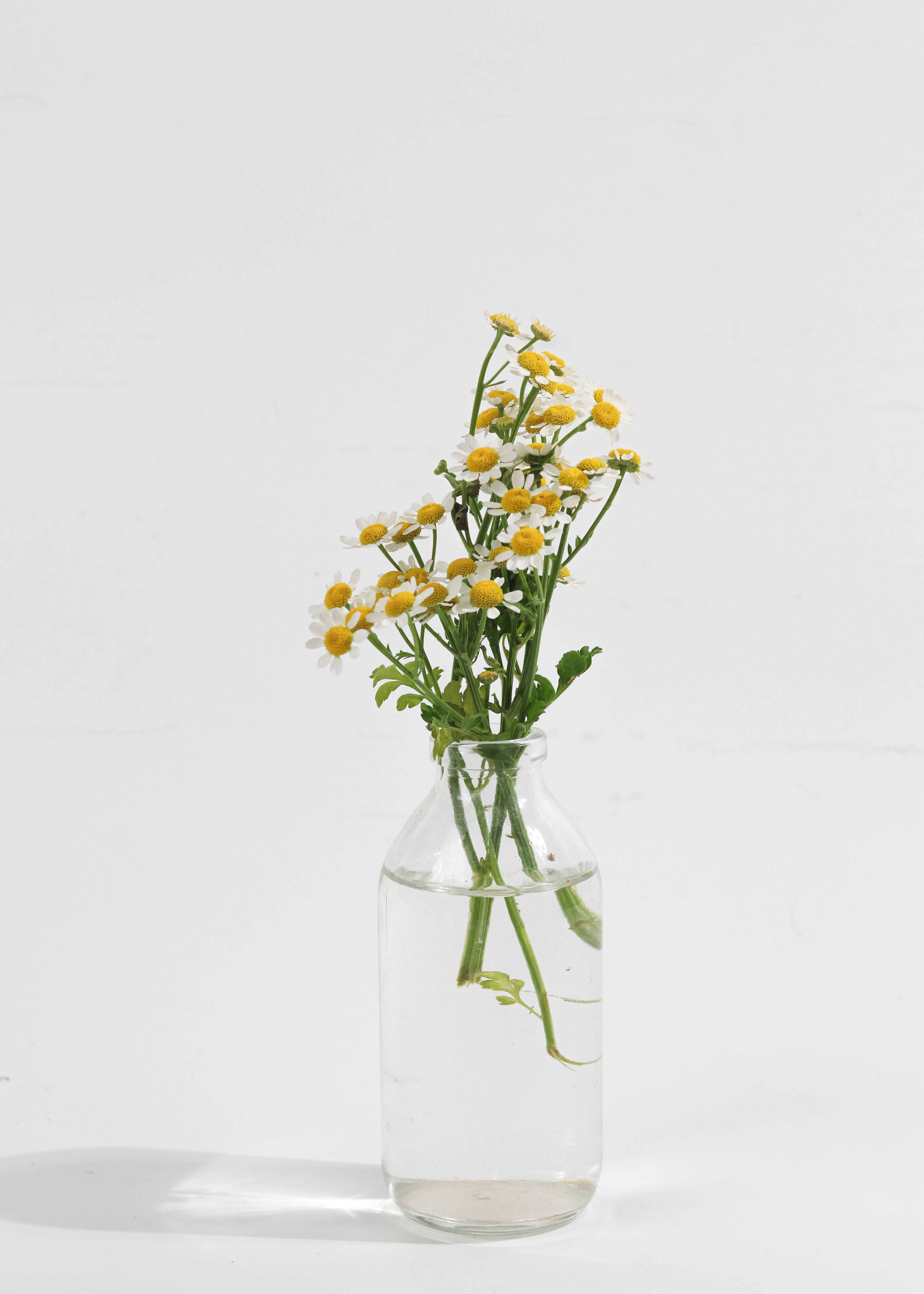 Bunch of Chamomile Flowers in a Glass Bottle · Free Stock Photo