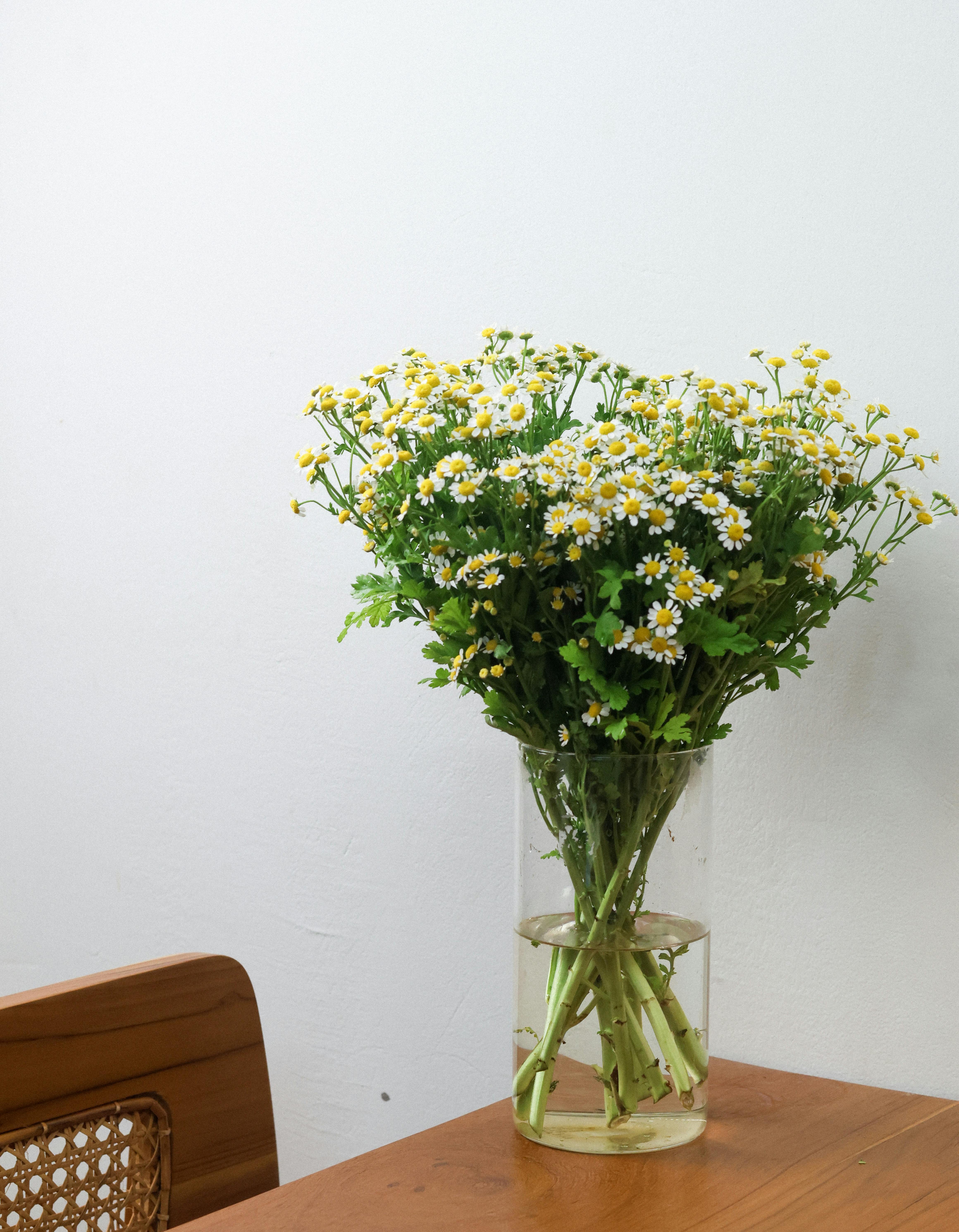 Chamomile Bouquet in a Glass Vase · Free Stock Photo