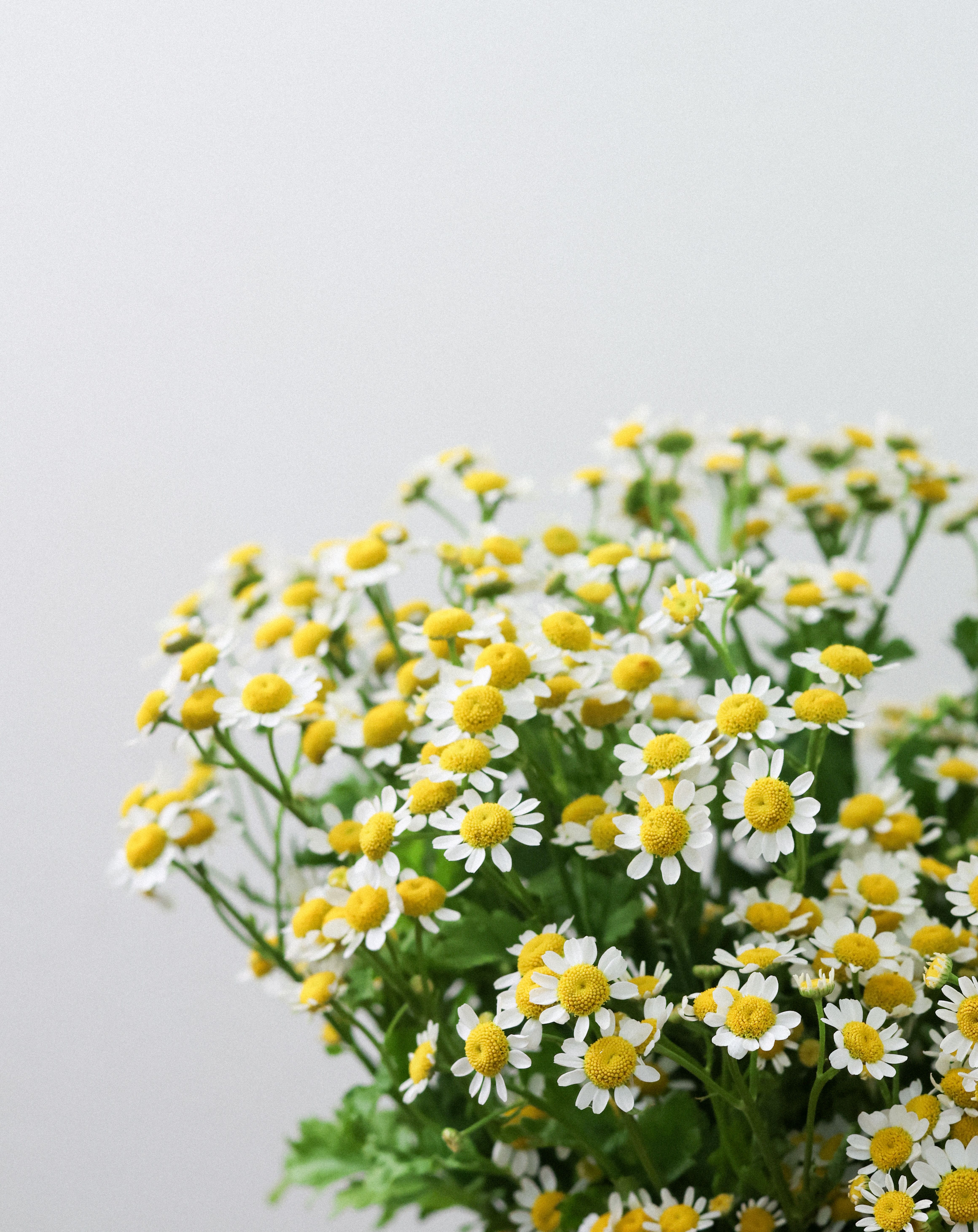 Close-up of a Bunch of Delicate Flowers · Free Stock Photo