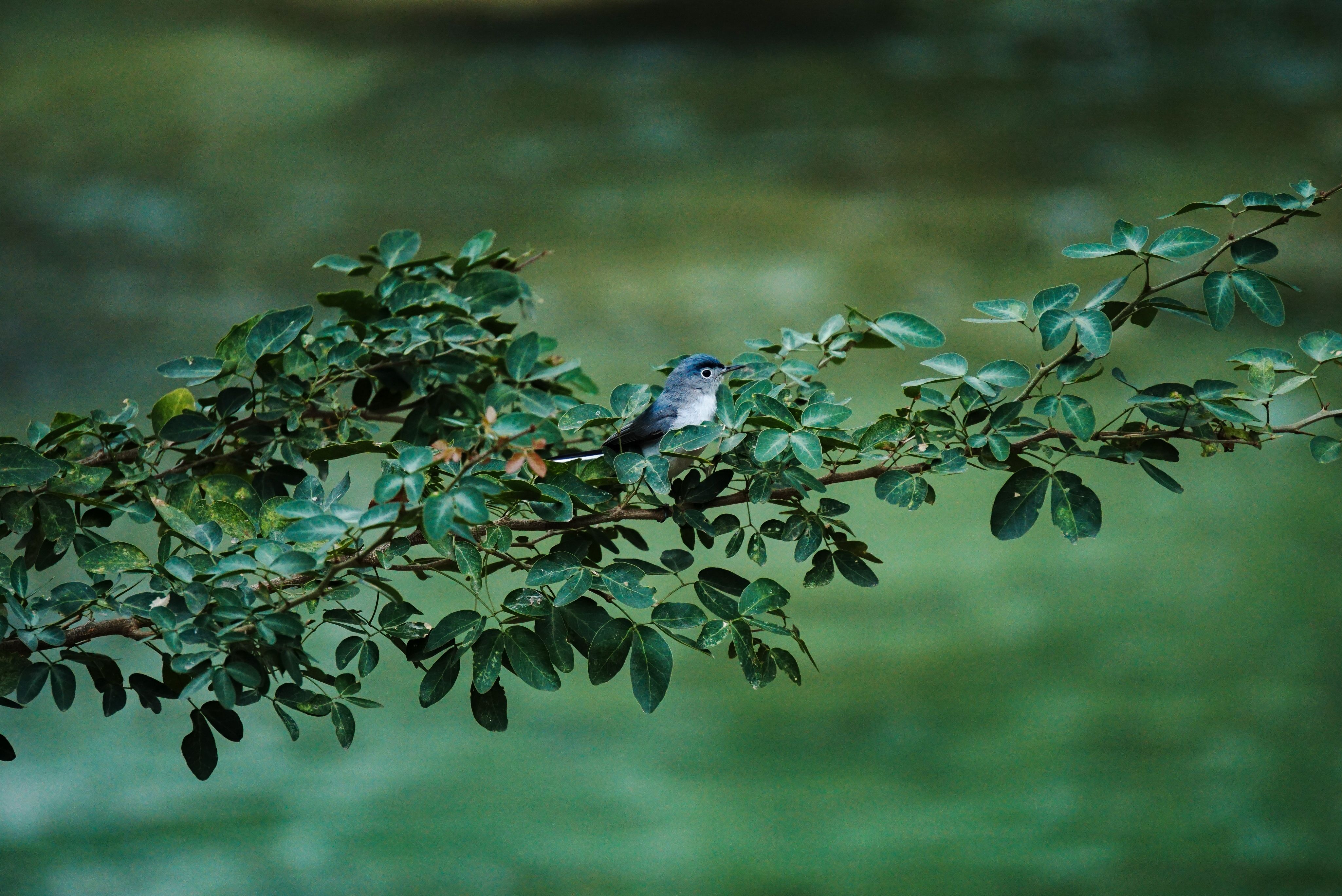 Blue-gray Gnatcatcher Bird · Free Stock Photo