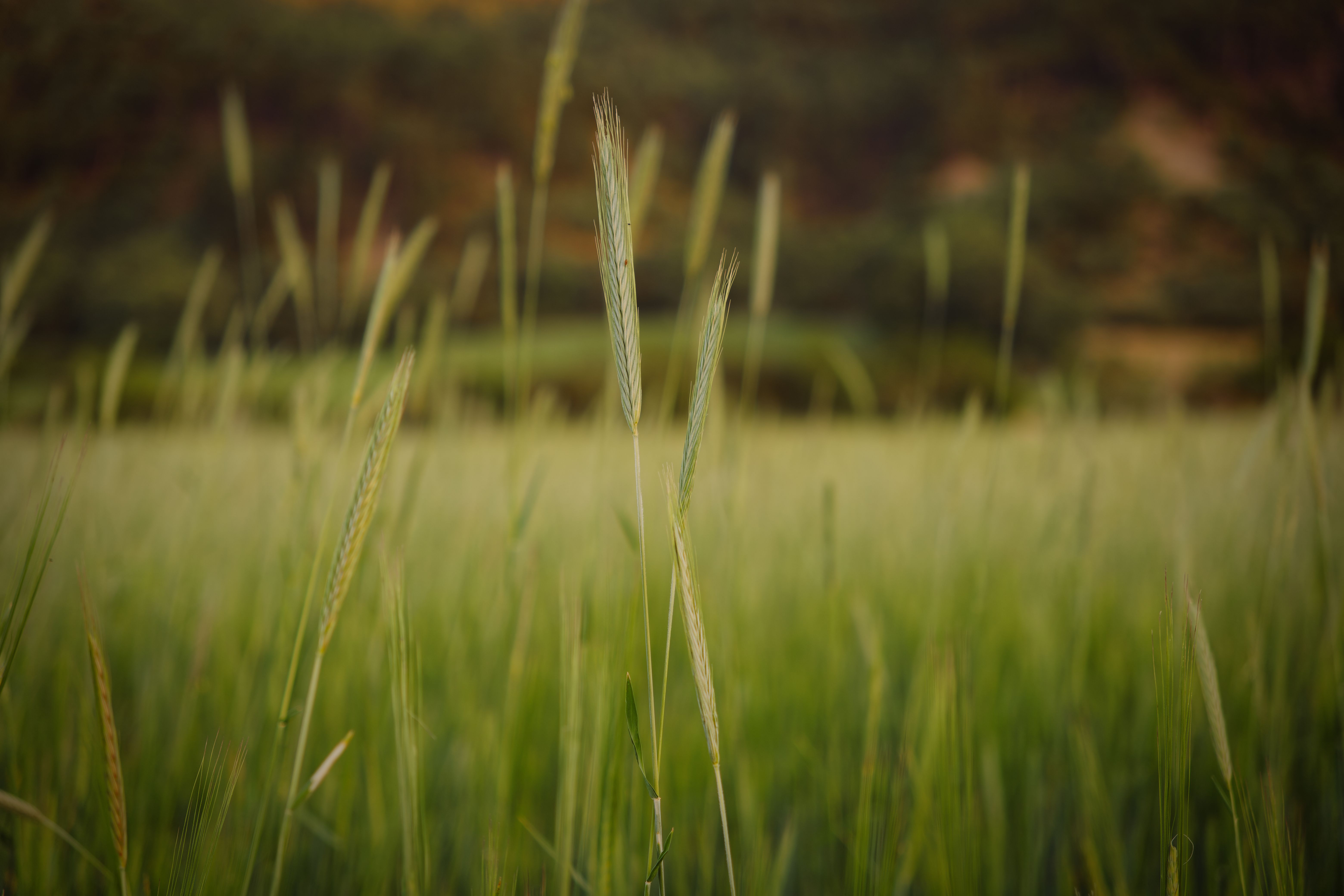 Fields · Free Stock Photo
