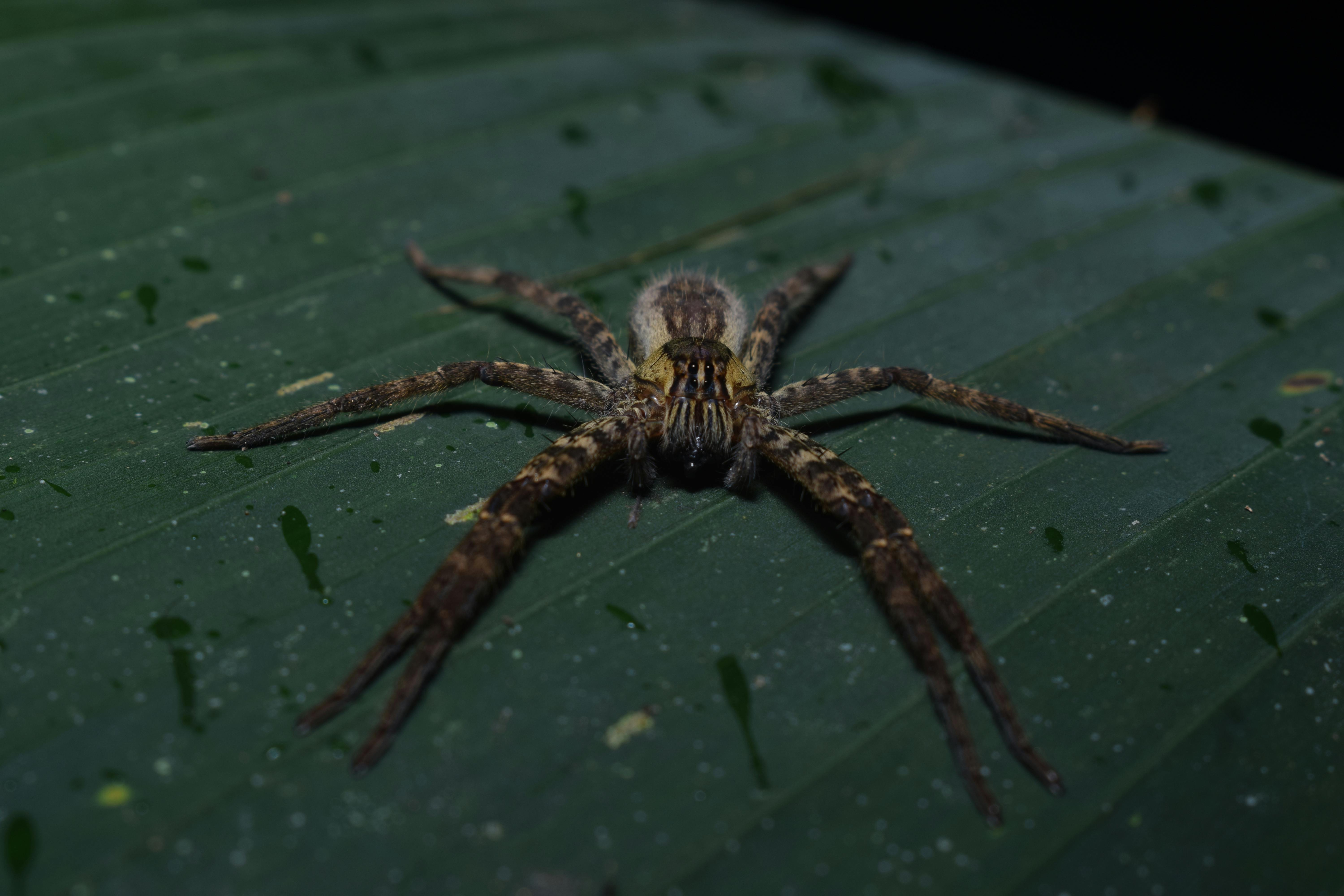 Tiger Bromeliad Spider Photos, Download The BEST Free Tiger Bromeliad ...