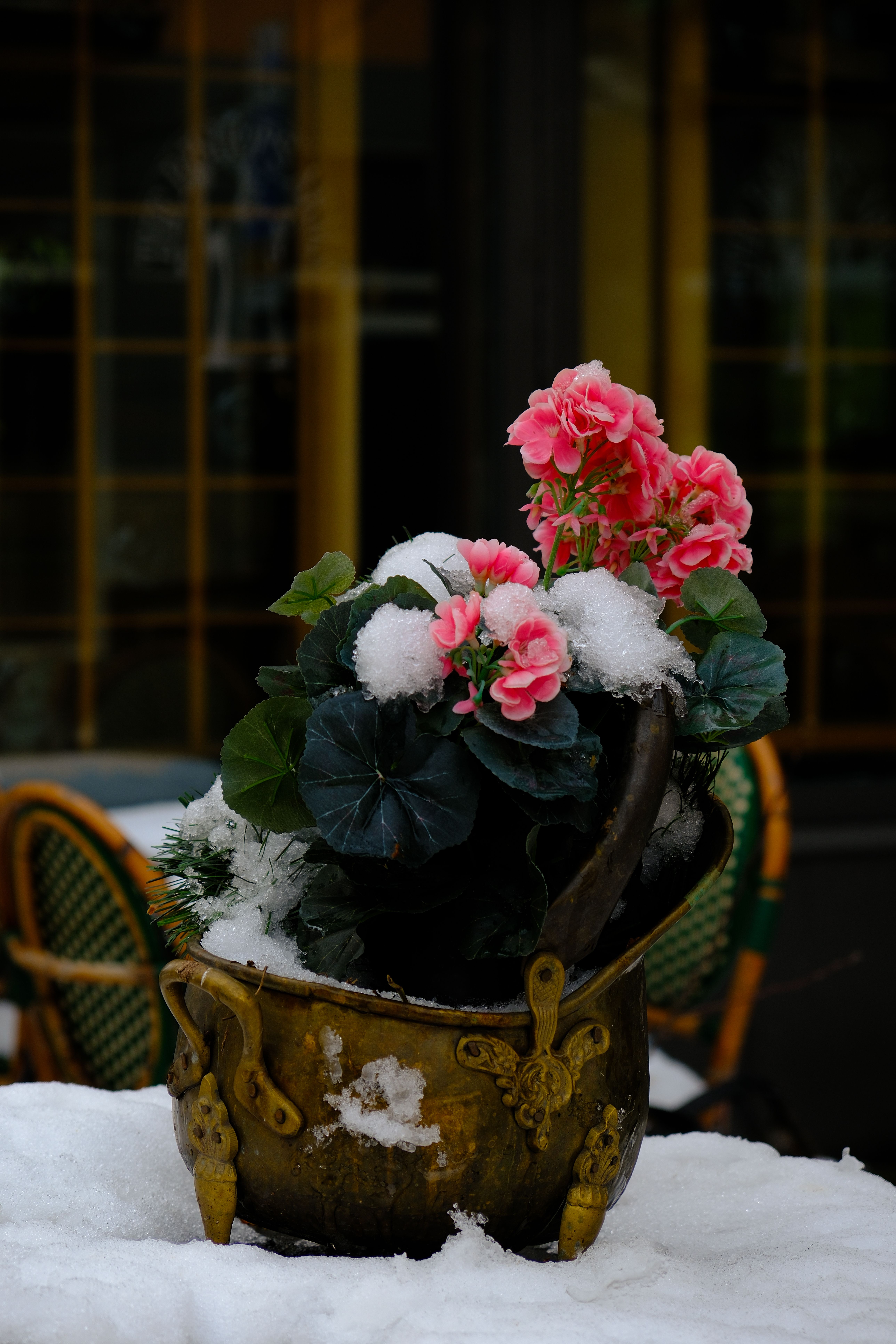A pot of flowers sits on a table in the snow · Free Stock Photo