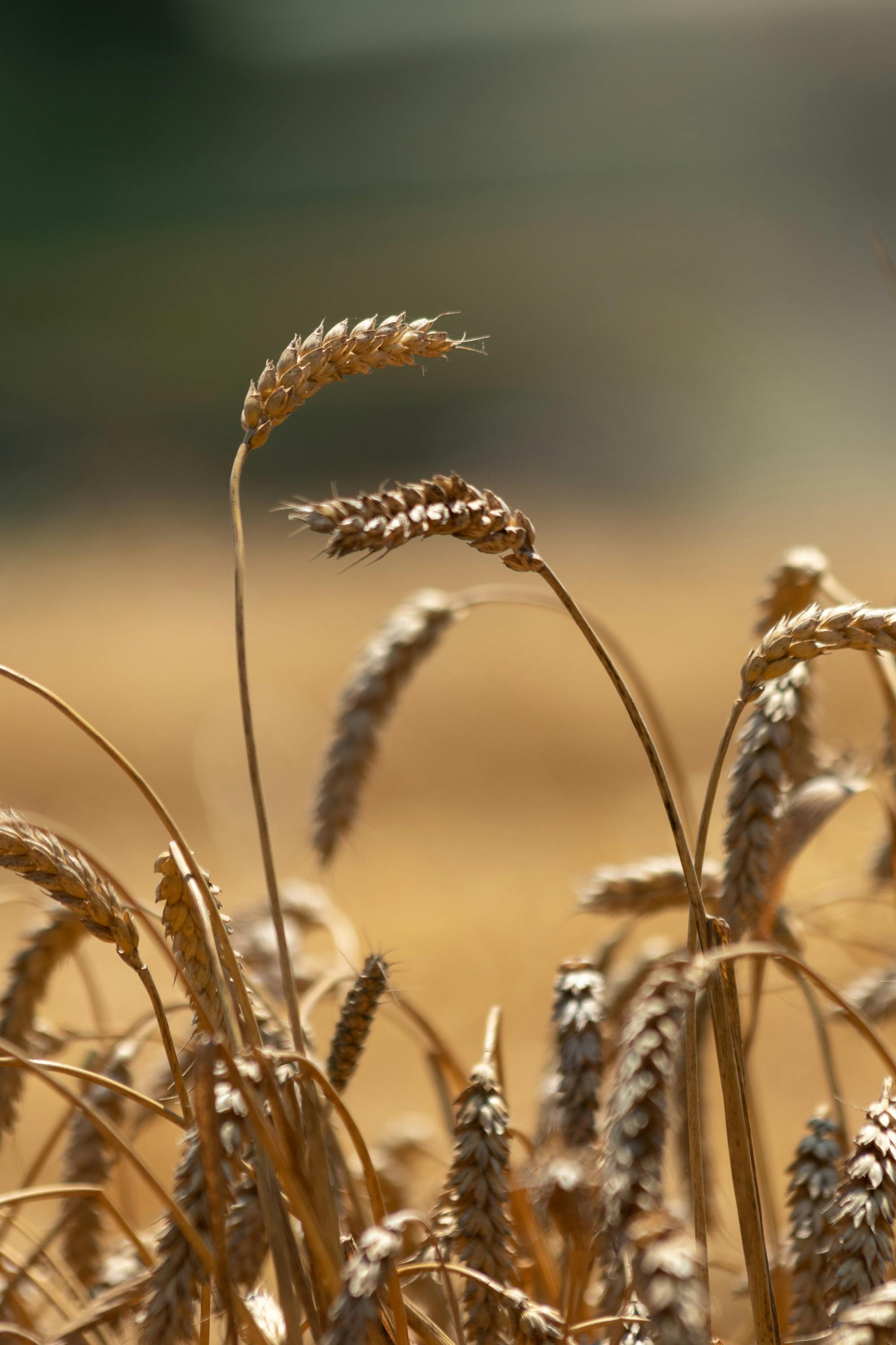 Free stock photo of agbiopix, agriculture, grain