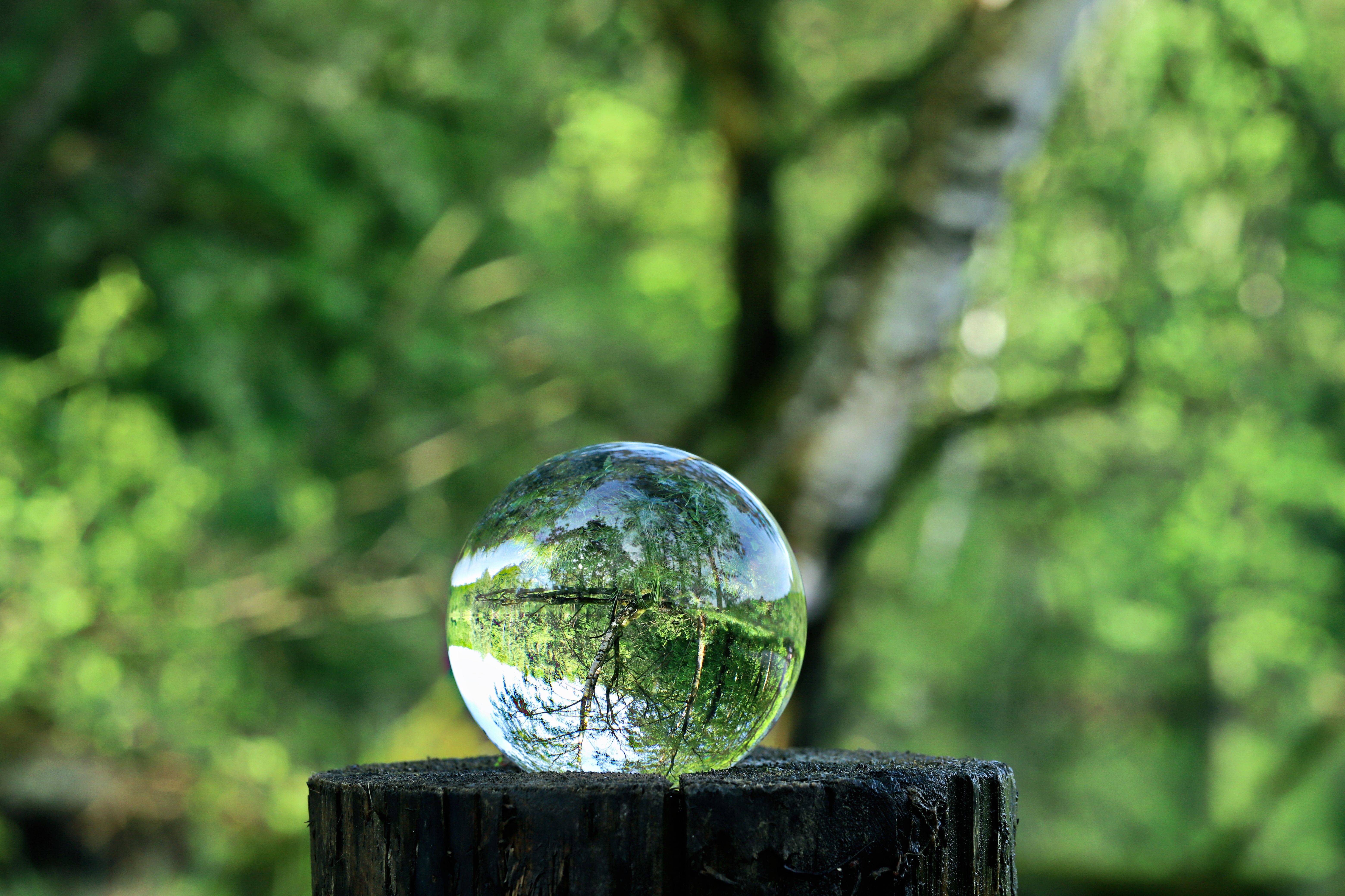 Glass Ball with Reflection of Tree and Leaves · Free Stock Photo