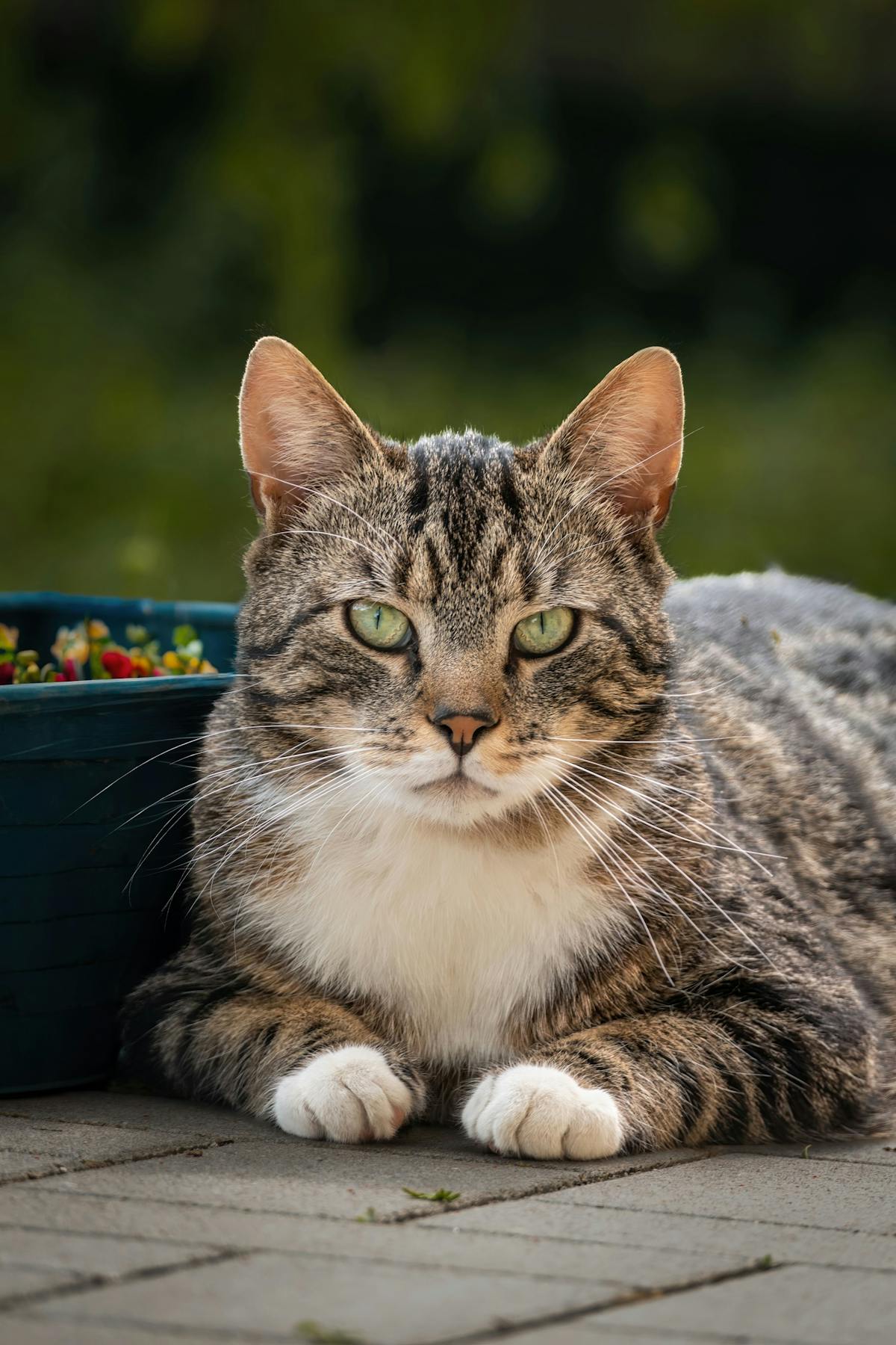 Tabby Cat Photos, Download The BEST Free Tabby Cat Stock Photos & HD Images