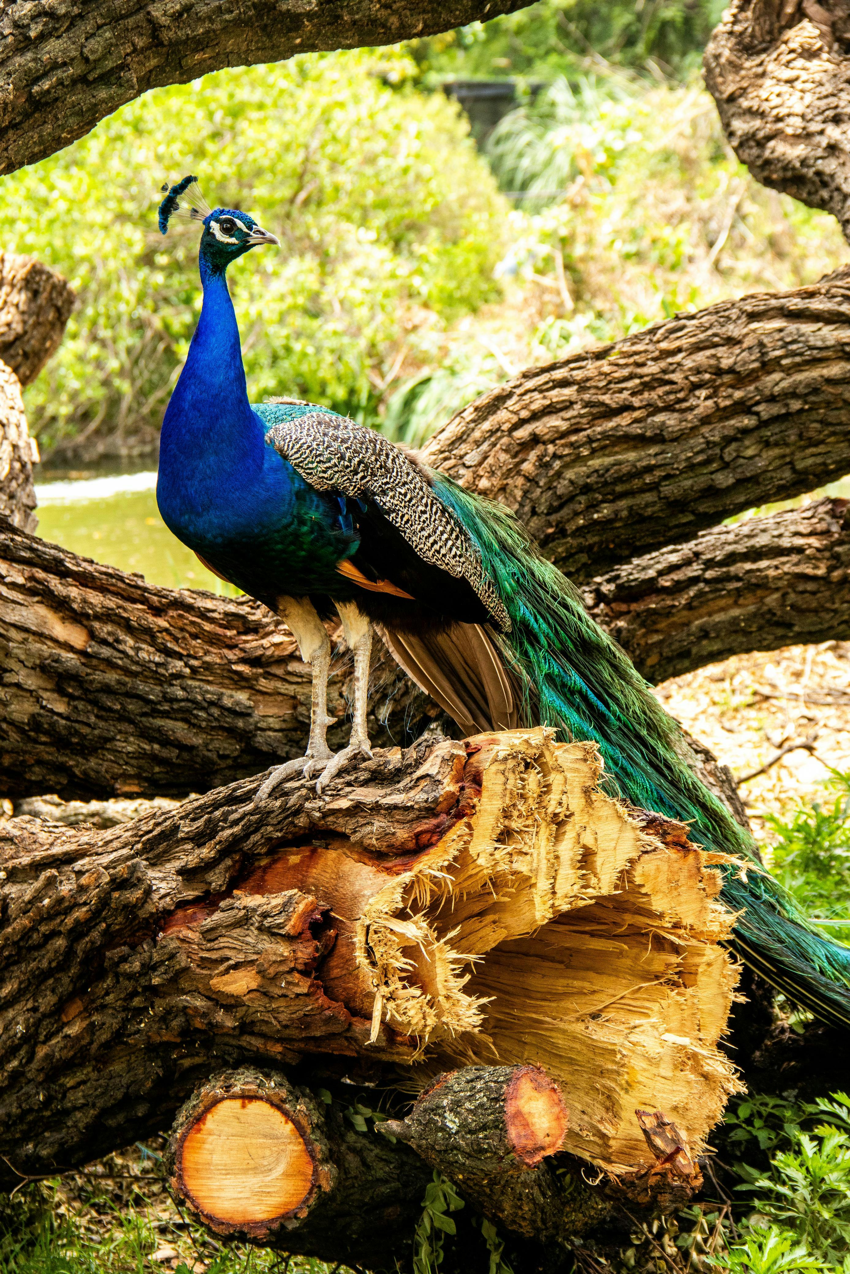 Pavão azul · Free Stock Photo