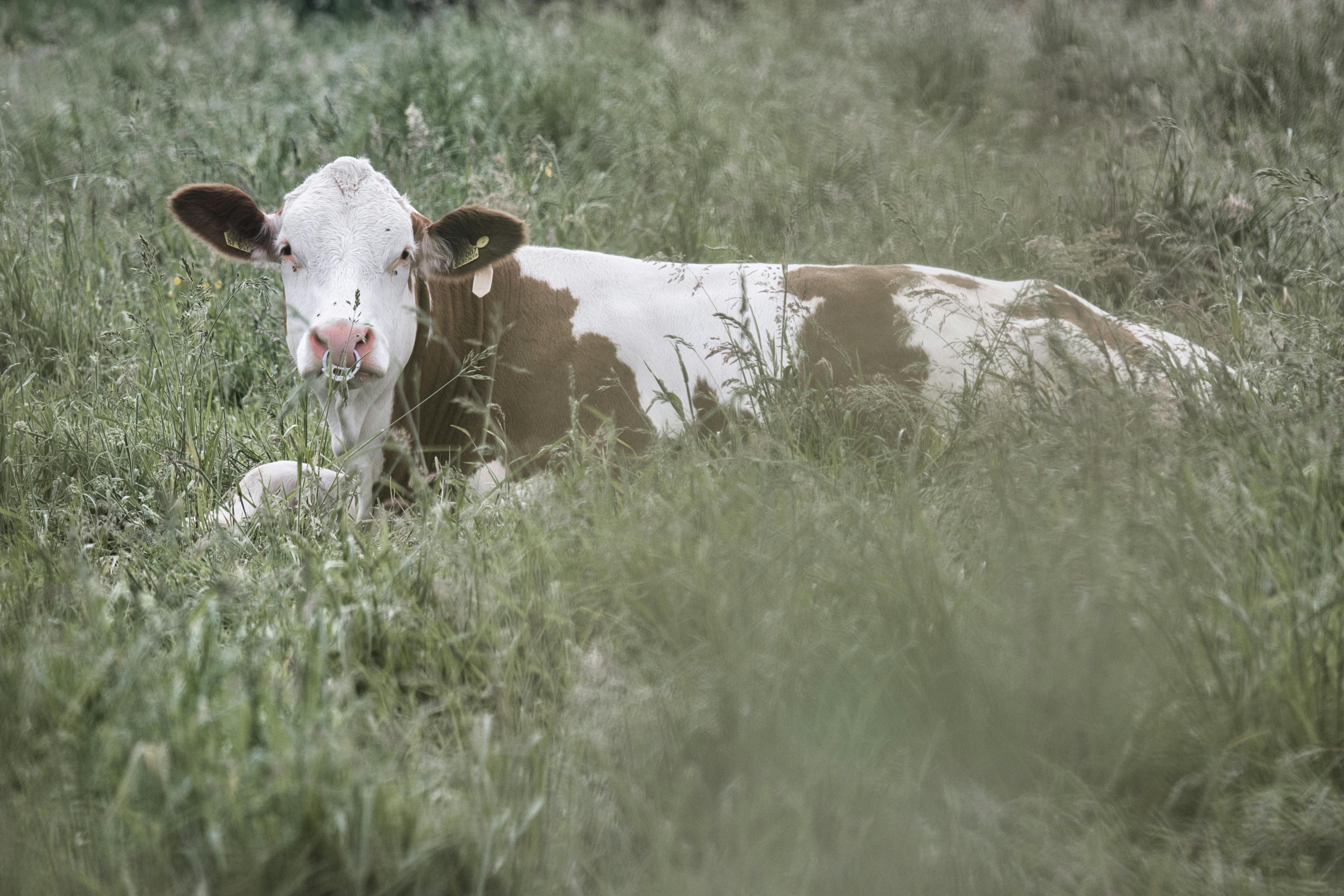 Cow Lying Down in Field · Free Stock Photo