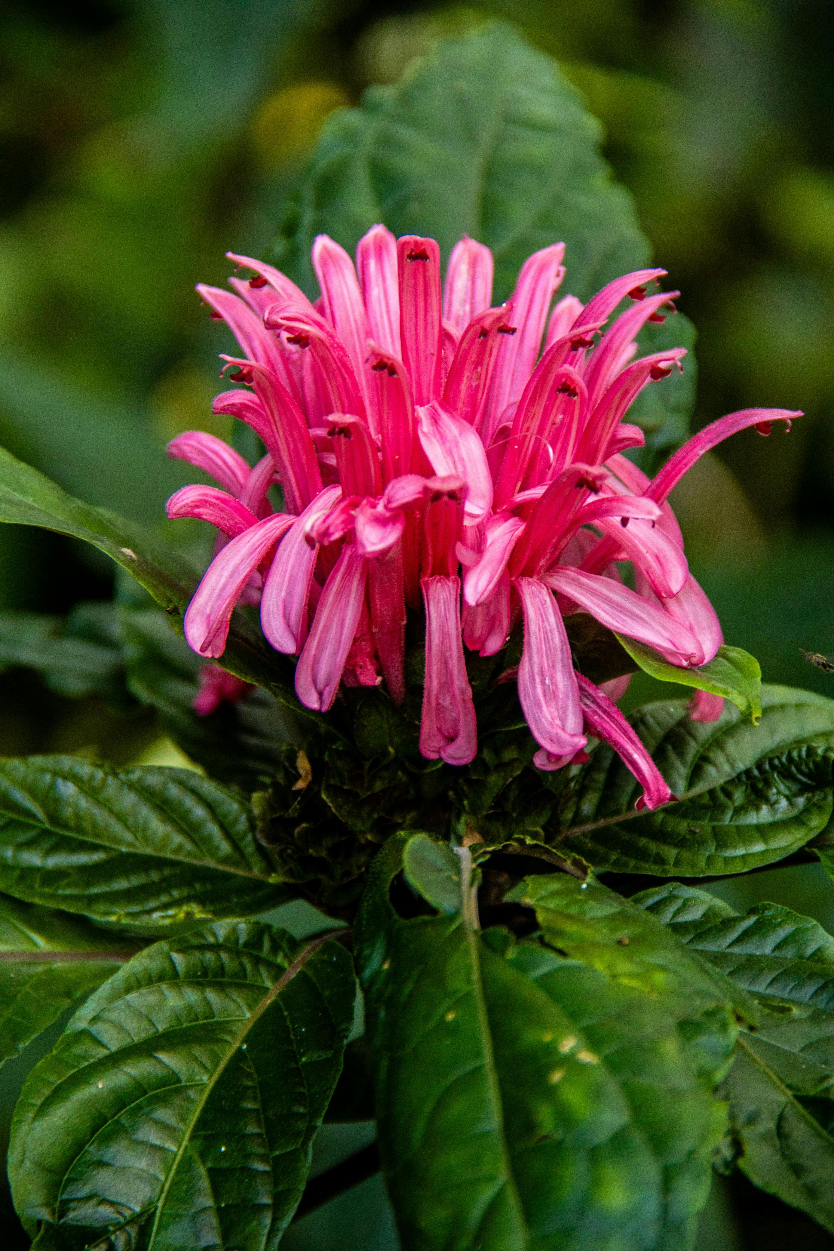 Pink Brazilian Plume Flower · Free Stock Photo
