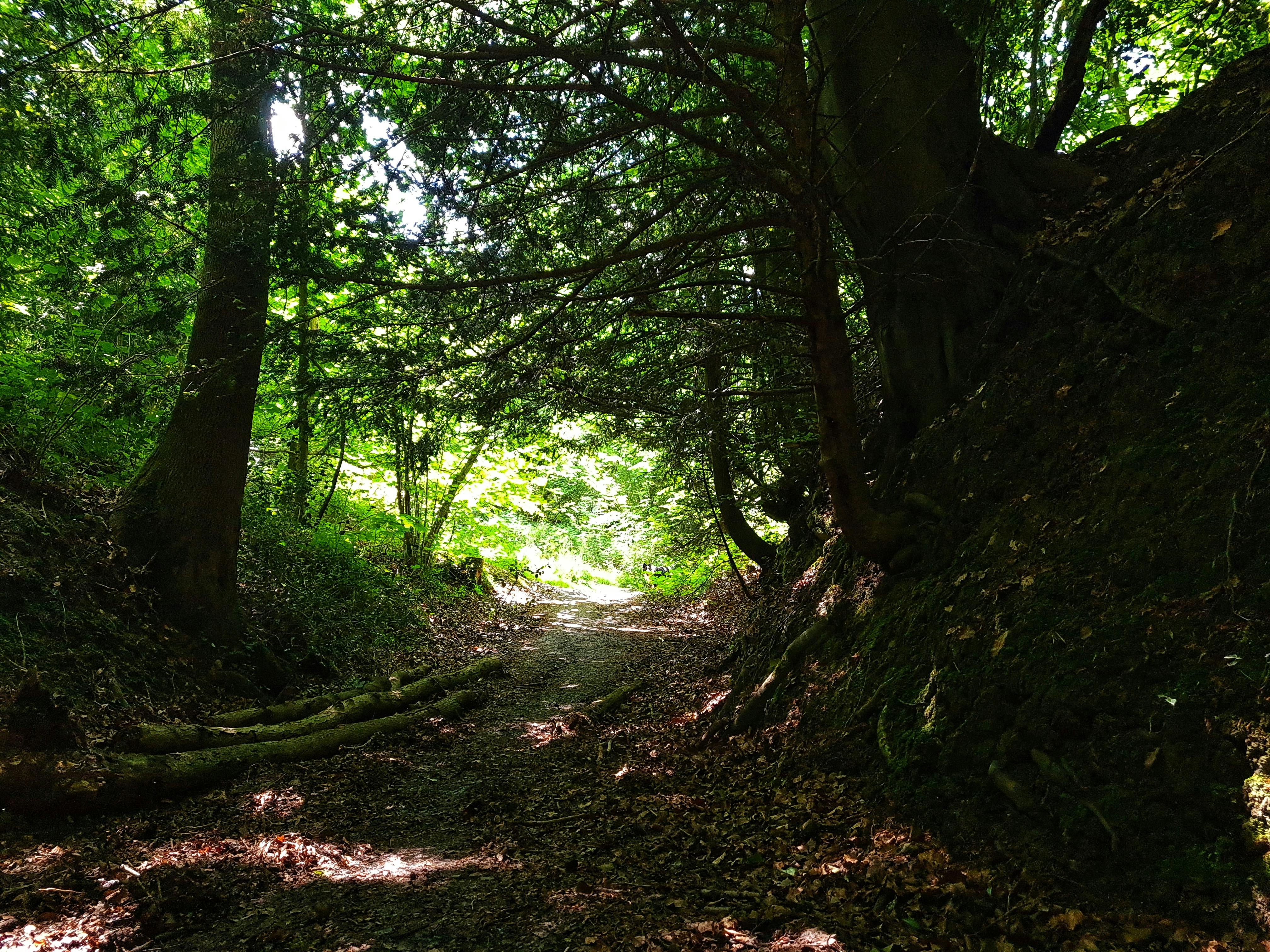 Shallow Gully in Forest · Free Stock Photo