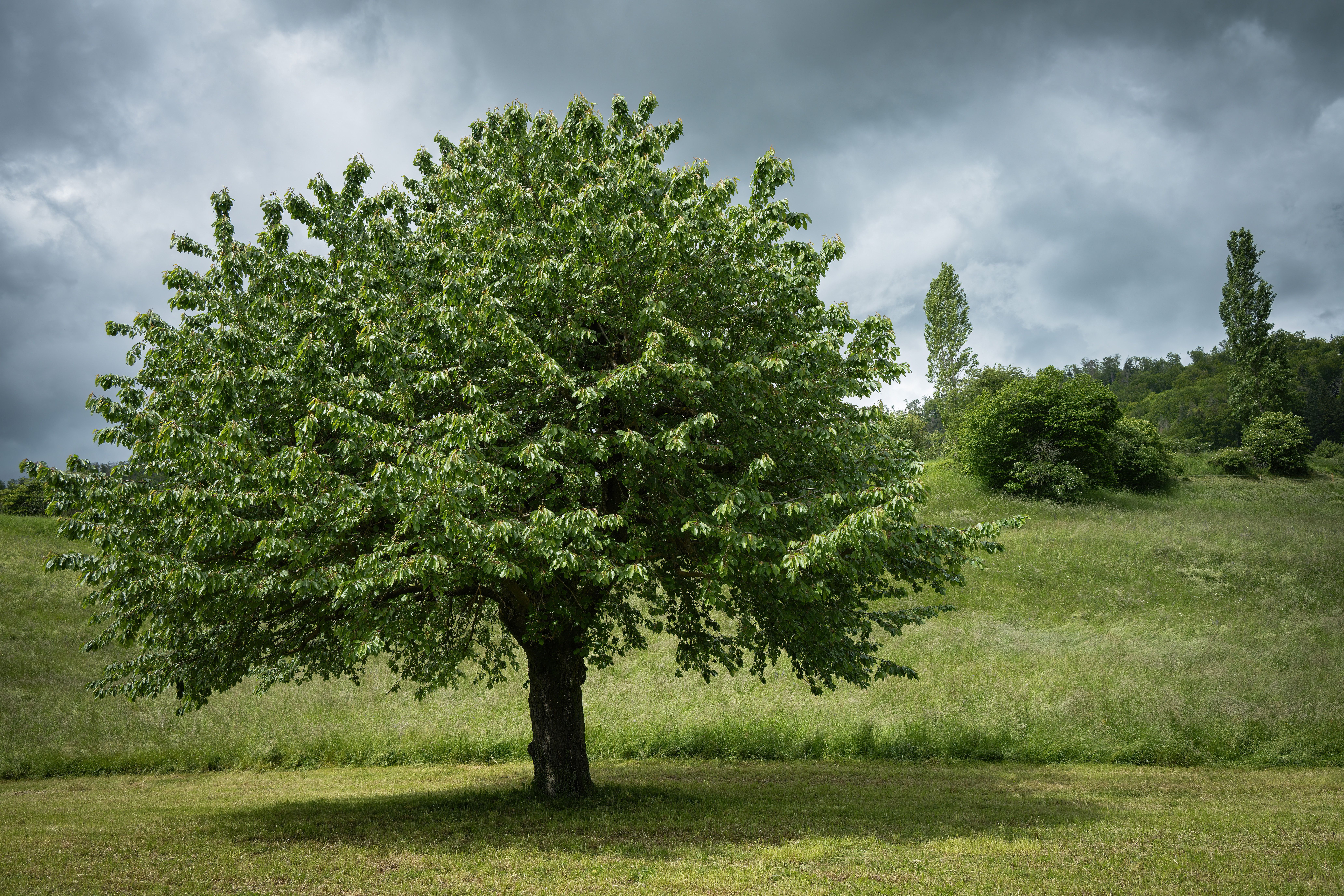 Single Tree on Green Grassland · Free Stock Photo