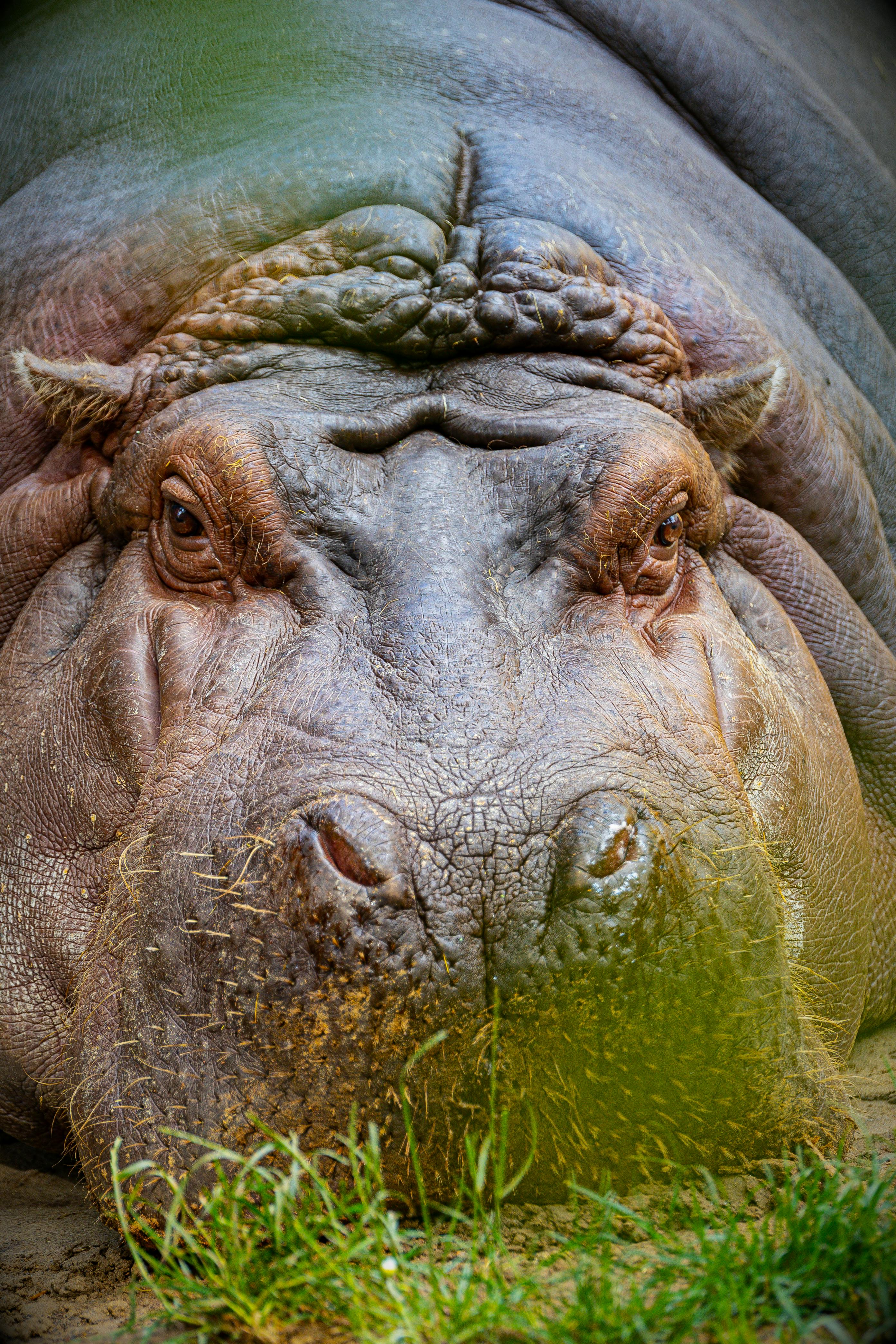 Portrait of Hippo · Free Stock Photo
