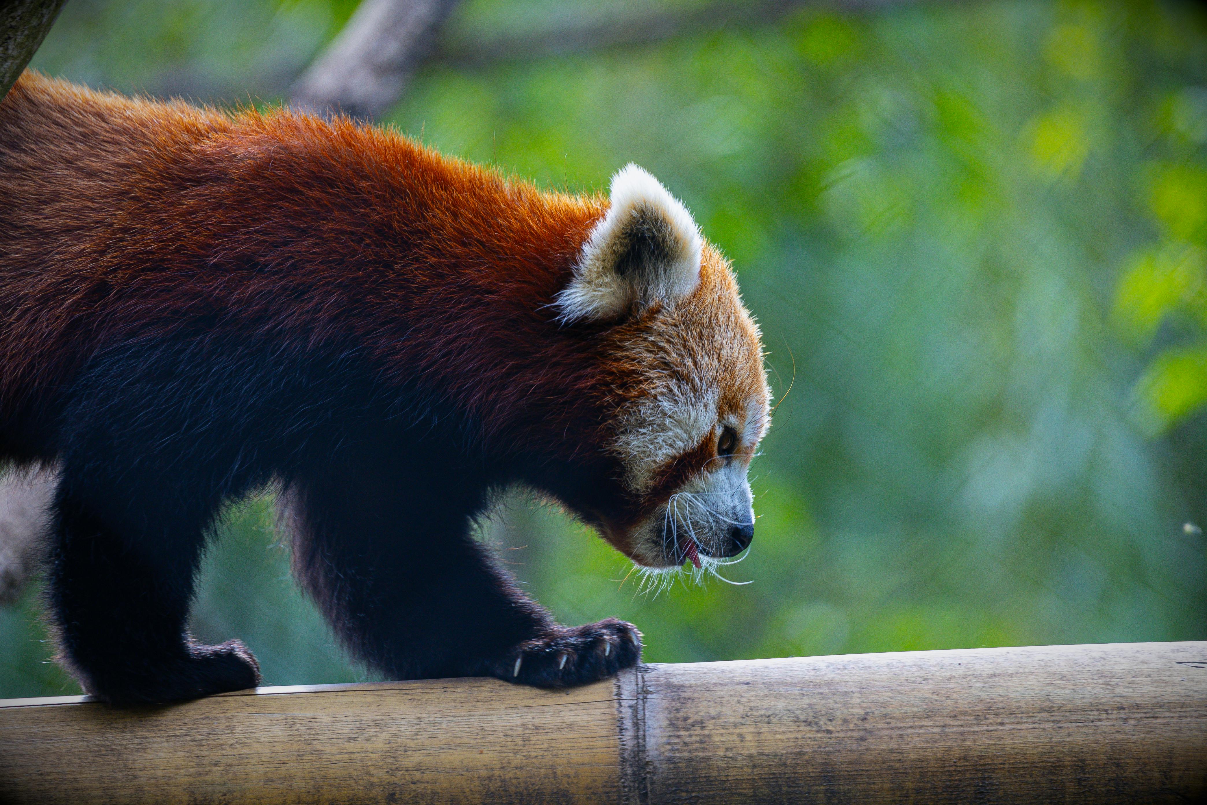 Red Panda in Zoo · Free Stock Photo