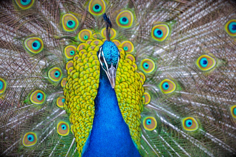 Peacock Images Photos, Download The BEST Free Peacock Images Stock ...