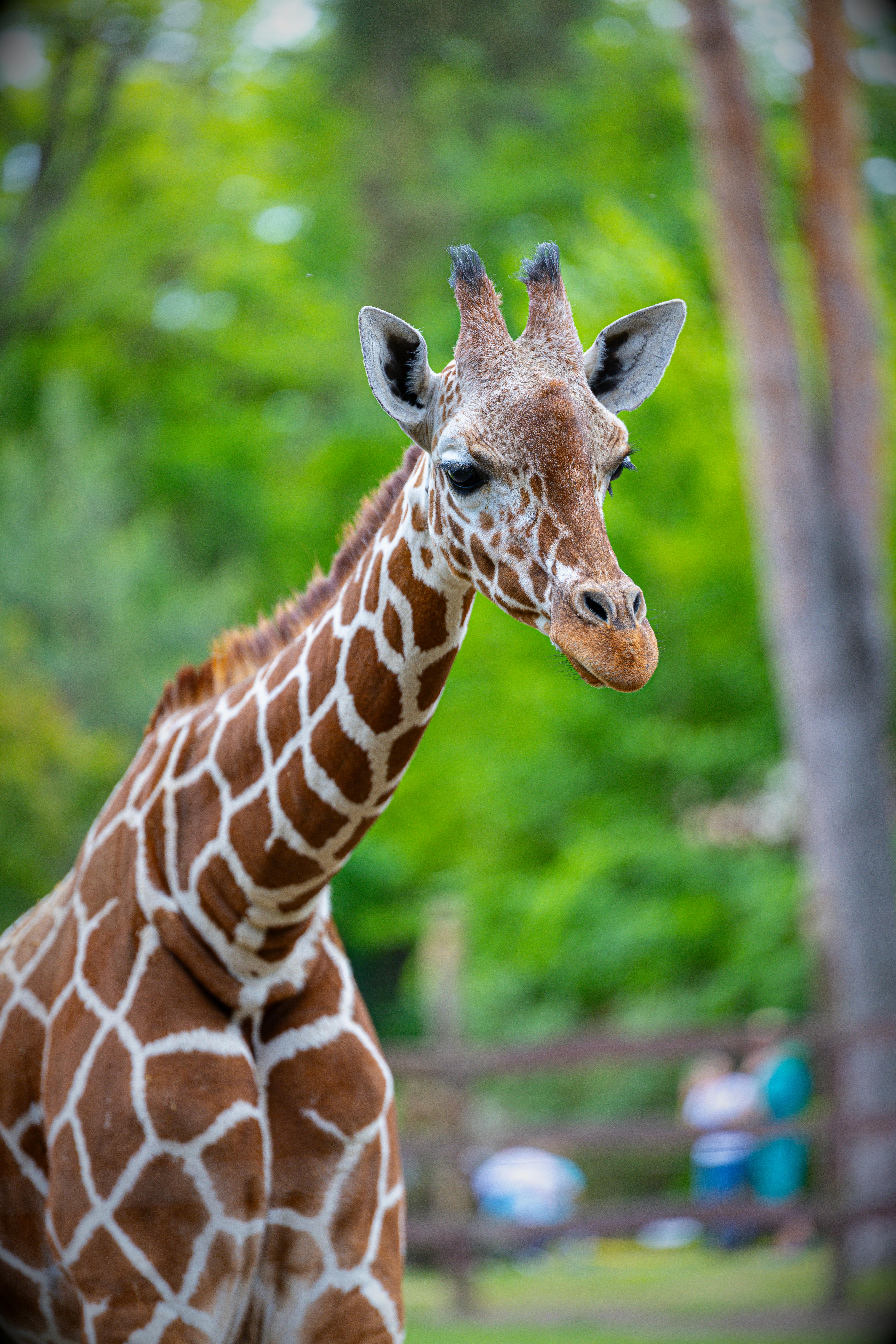 Portrait of Giraffe · Free Stock Photo