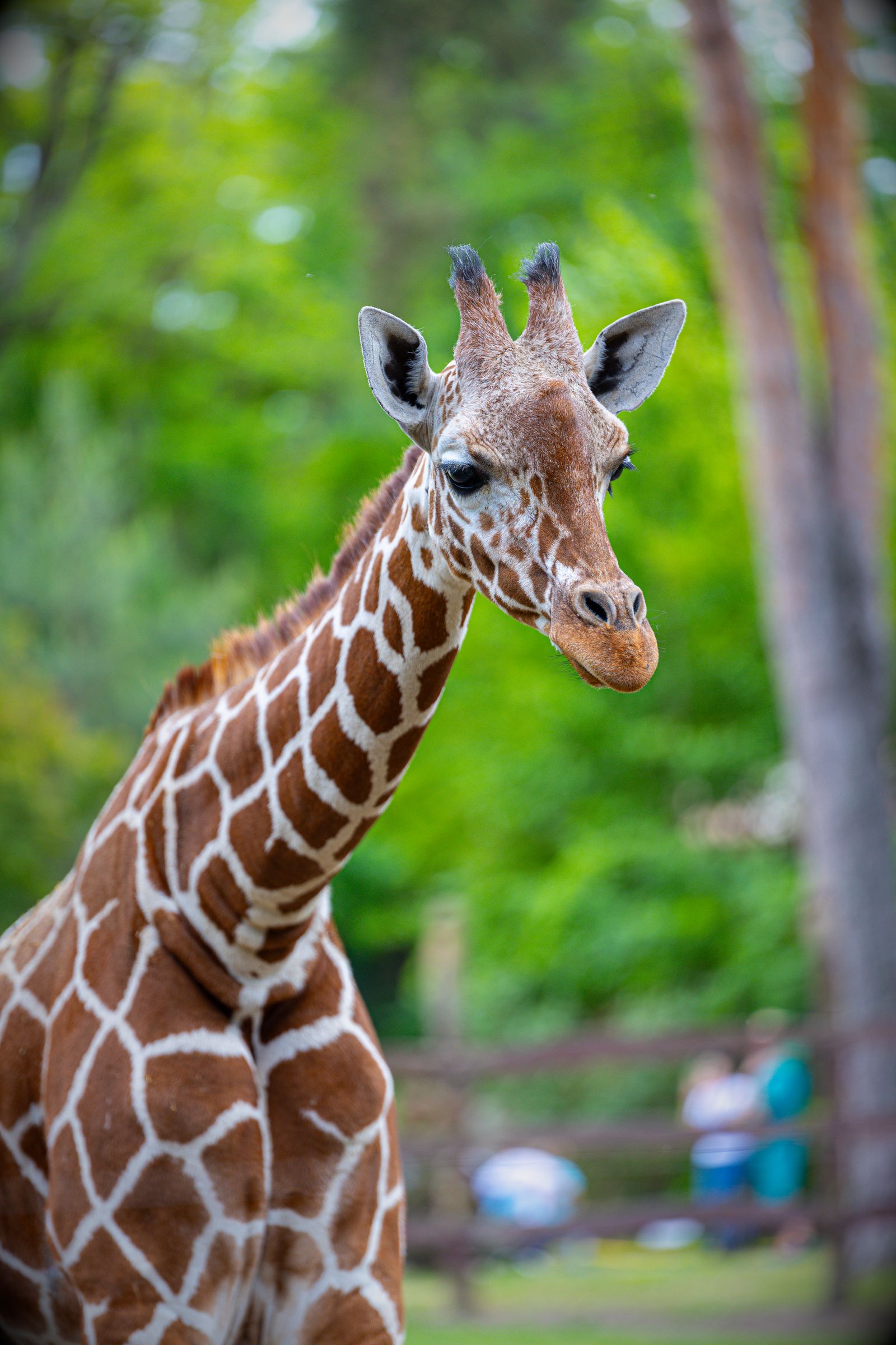 Giraffe Hd Images Photos, Download The BEST Free Giraffe Hd Images ...