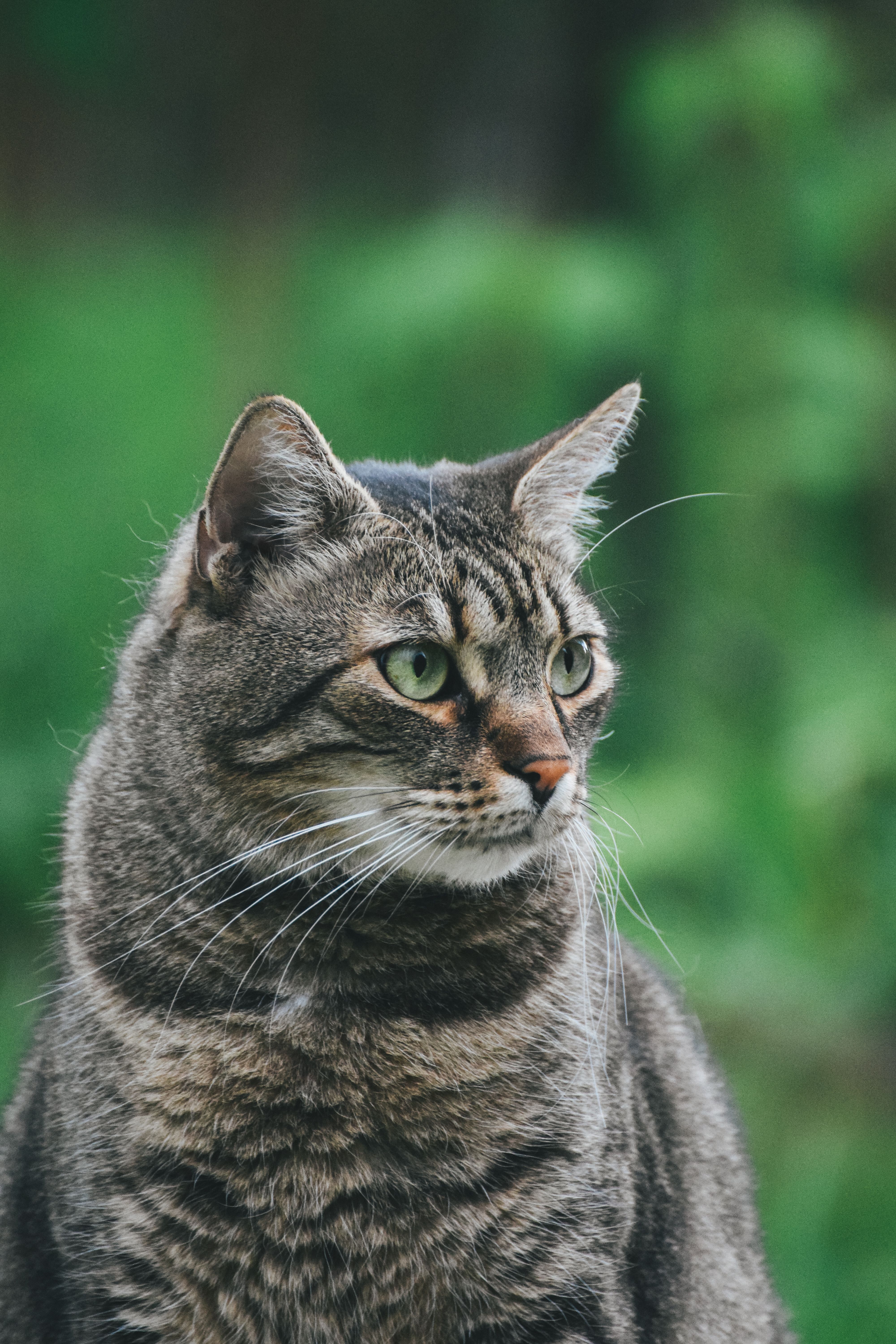 Portrait of Tabby Cat with Green Eyes · Free Stock Photo