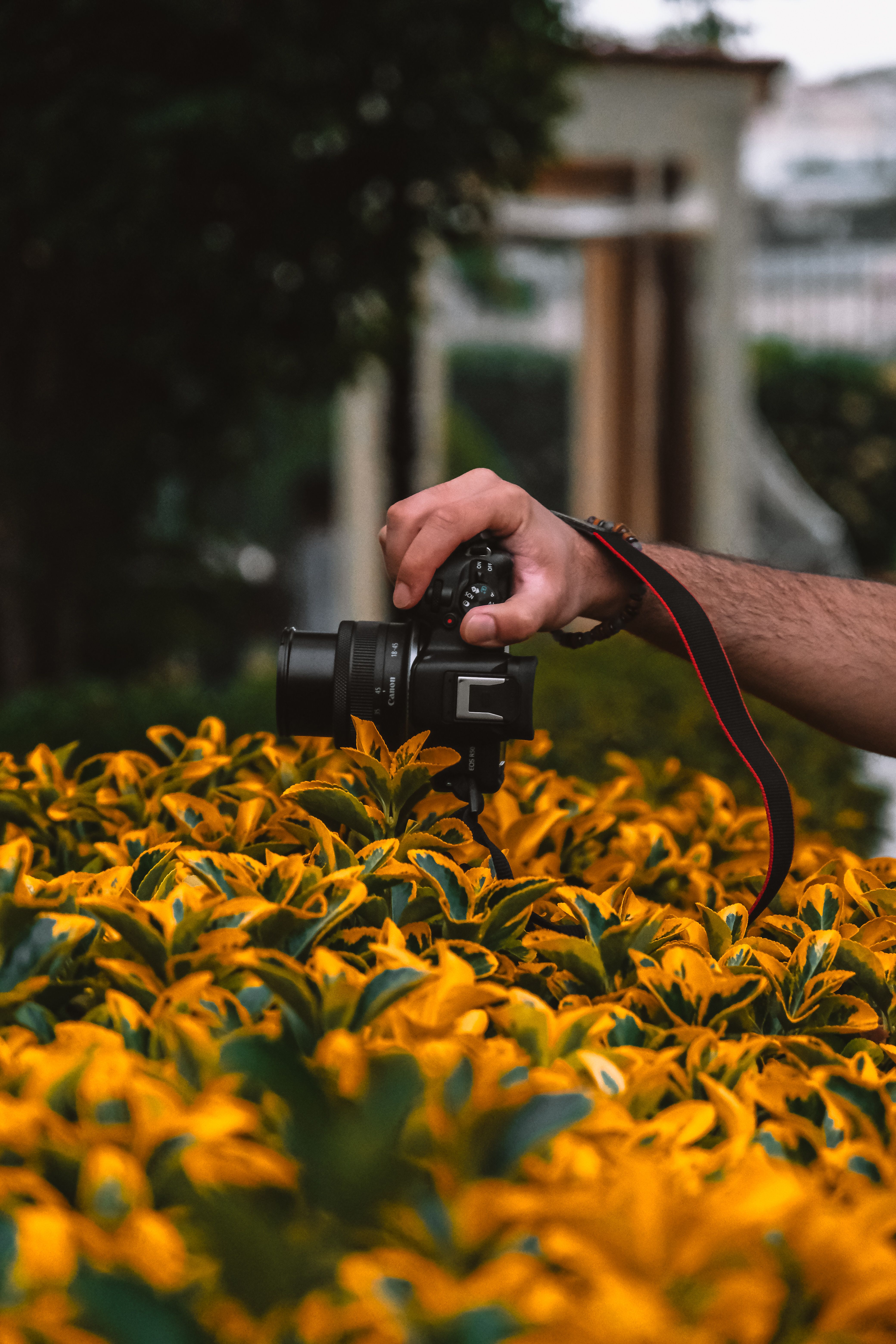 Man Holding Camera over Plants · Free Stock Photo