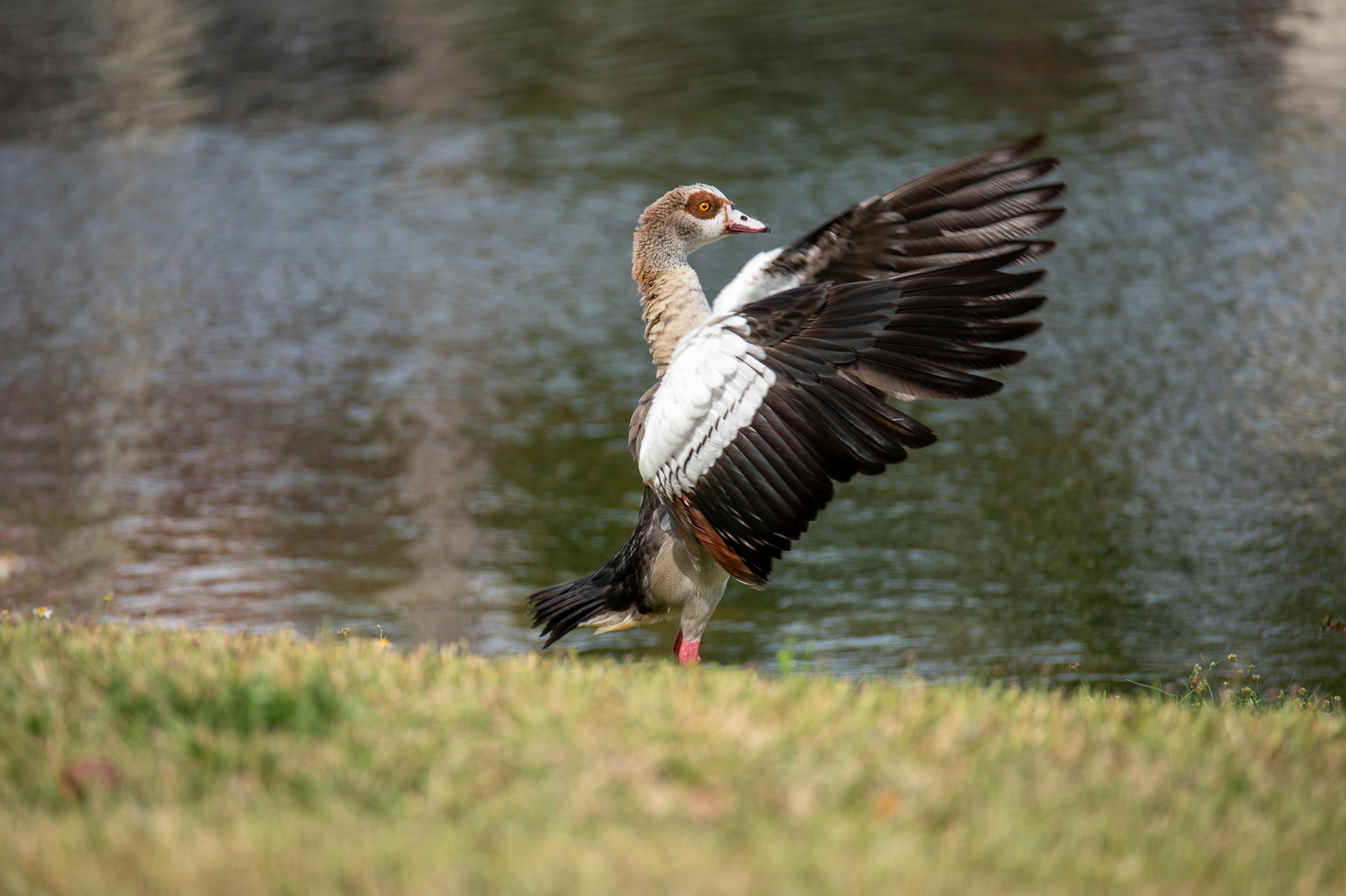 Goose Flapping Wings · Free Stock Photo