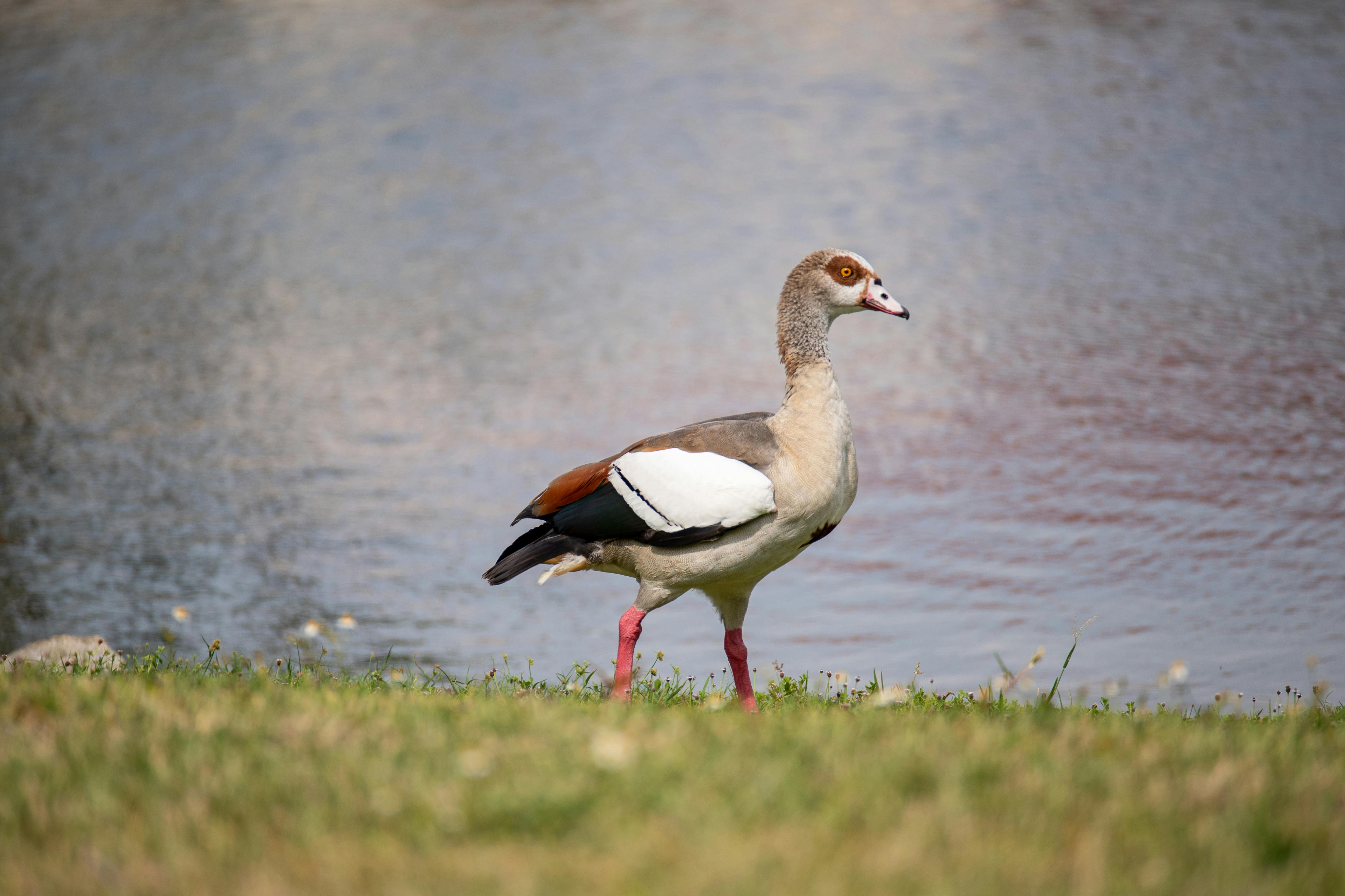 Rechter Geese Photos, Download The BEST Free Rechter Geese Stock Photos ...