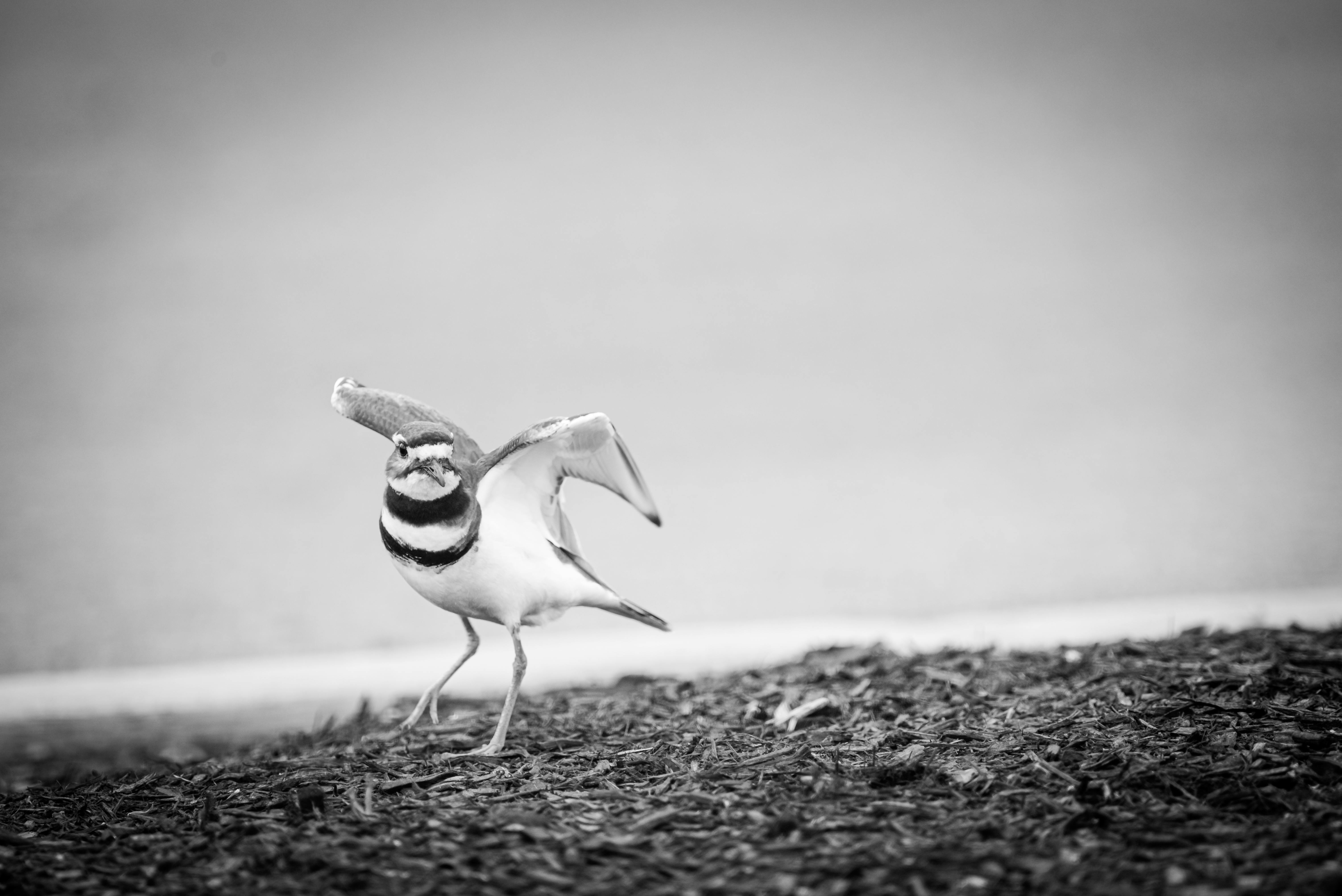 Seagull with Raised Wings · Free Stock Photo