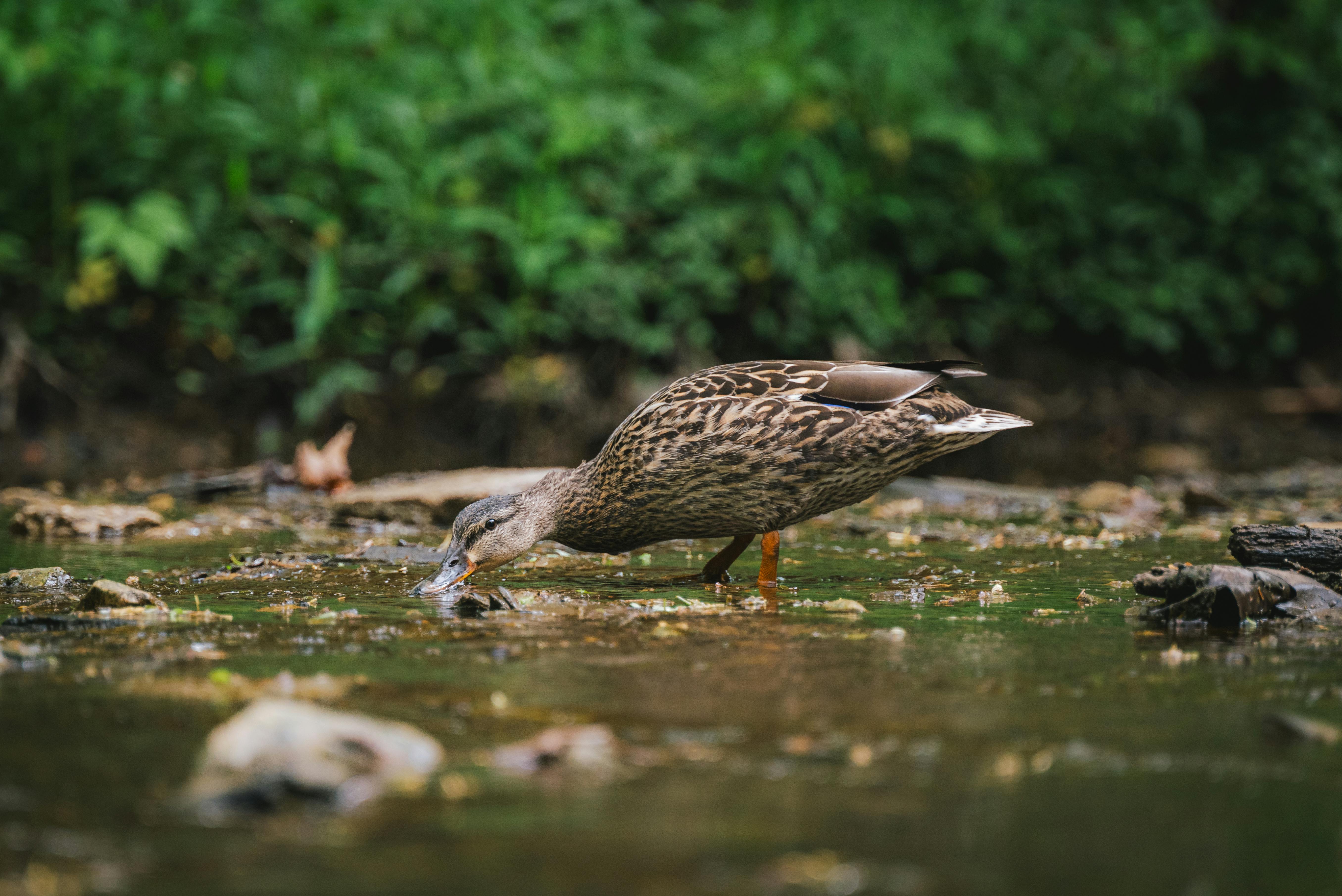 Duck Rickroll Photos, Download The BEST Free Duck Rickroll Stock Photos ...