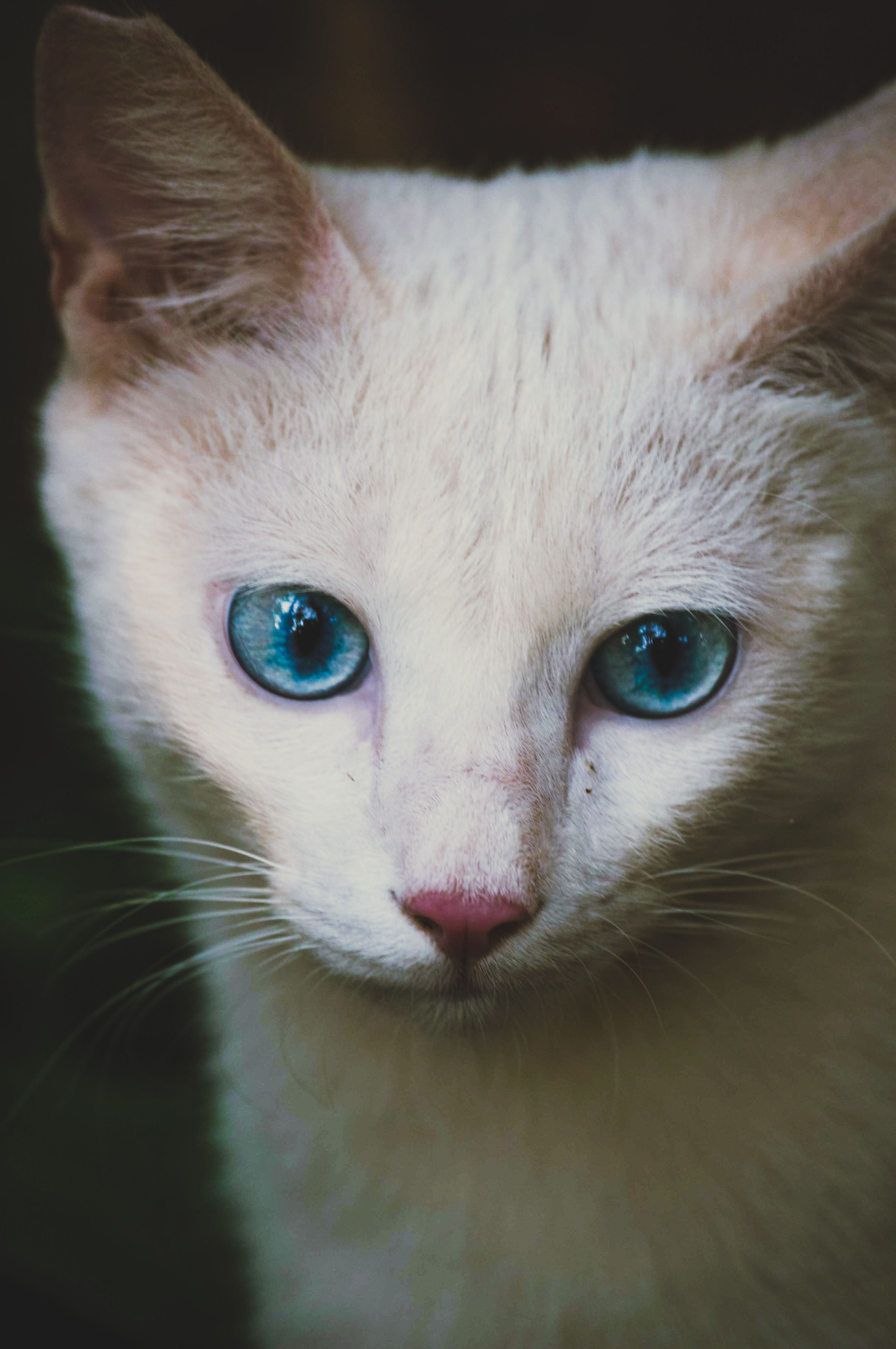 Close-Up Photo of White Cat · Free Stock Photo