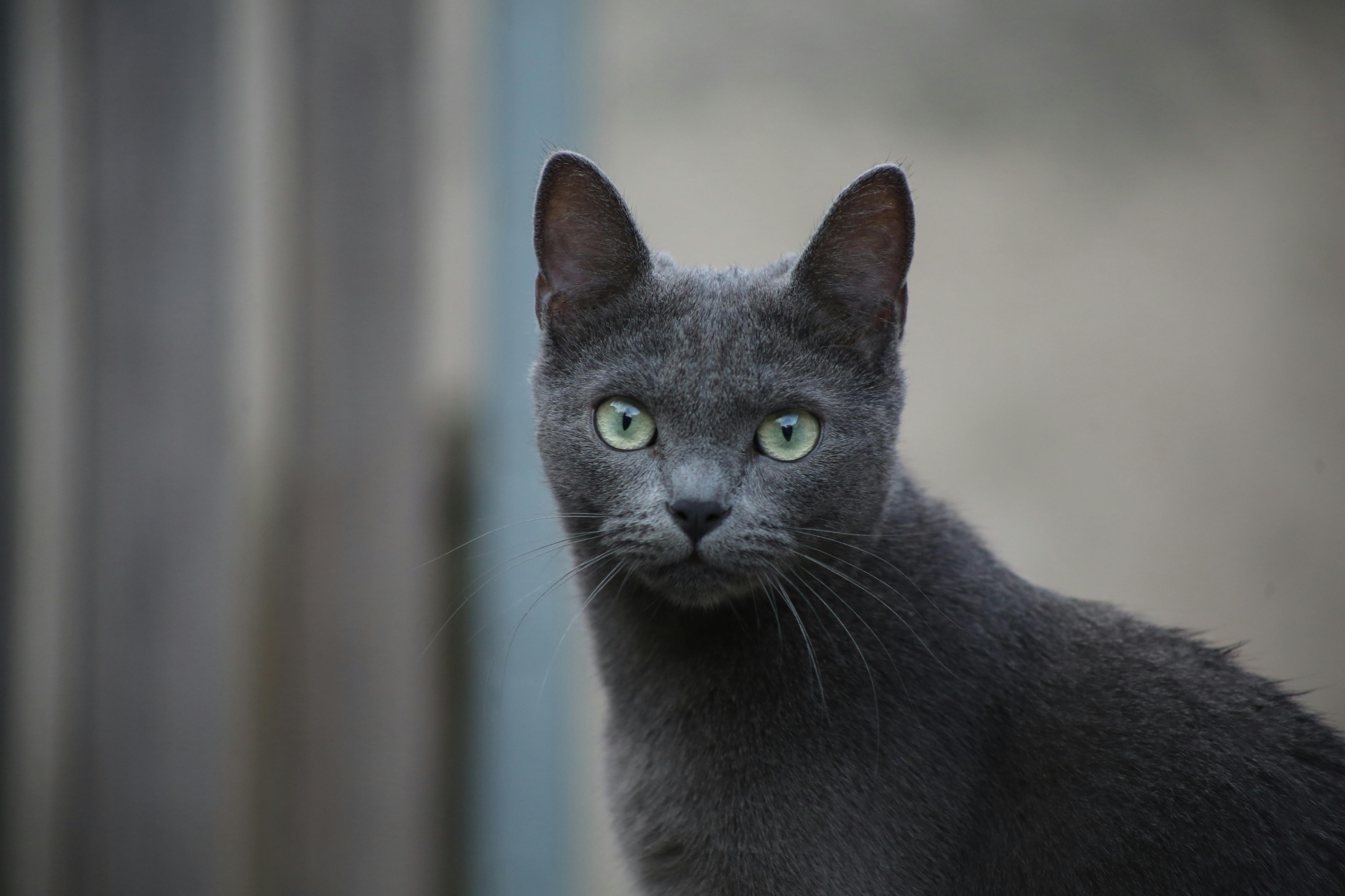 Selective Focus of Gray Cat · Free Stock Photo
