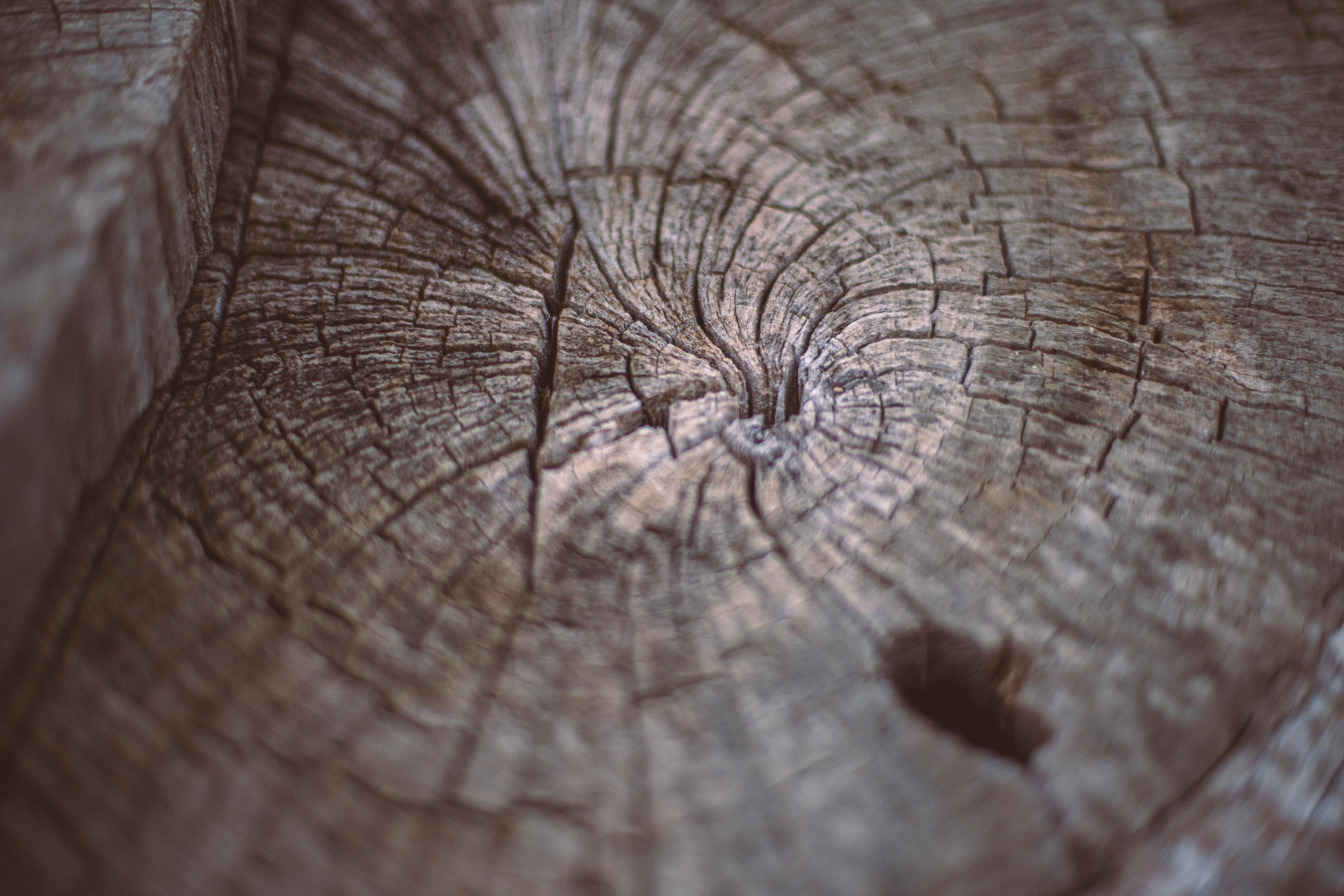 Surface of a Dried Old Tree Stump · Free Stock Photo