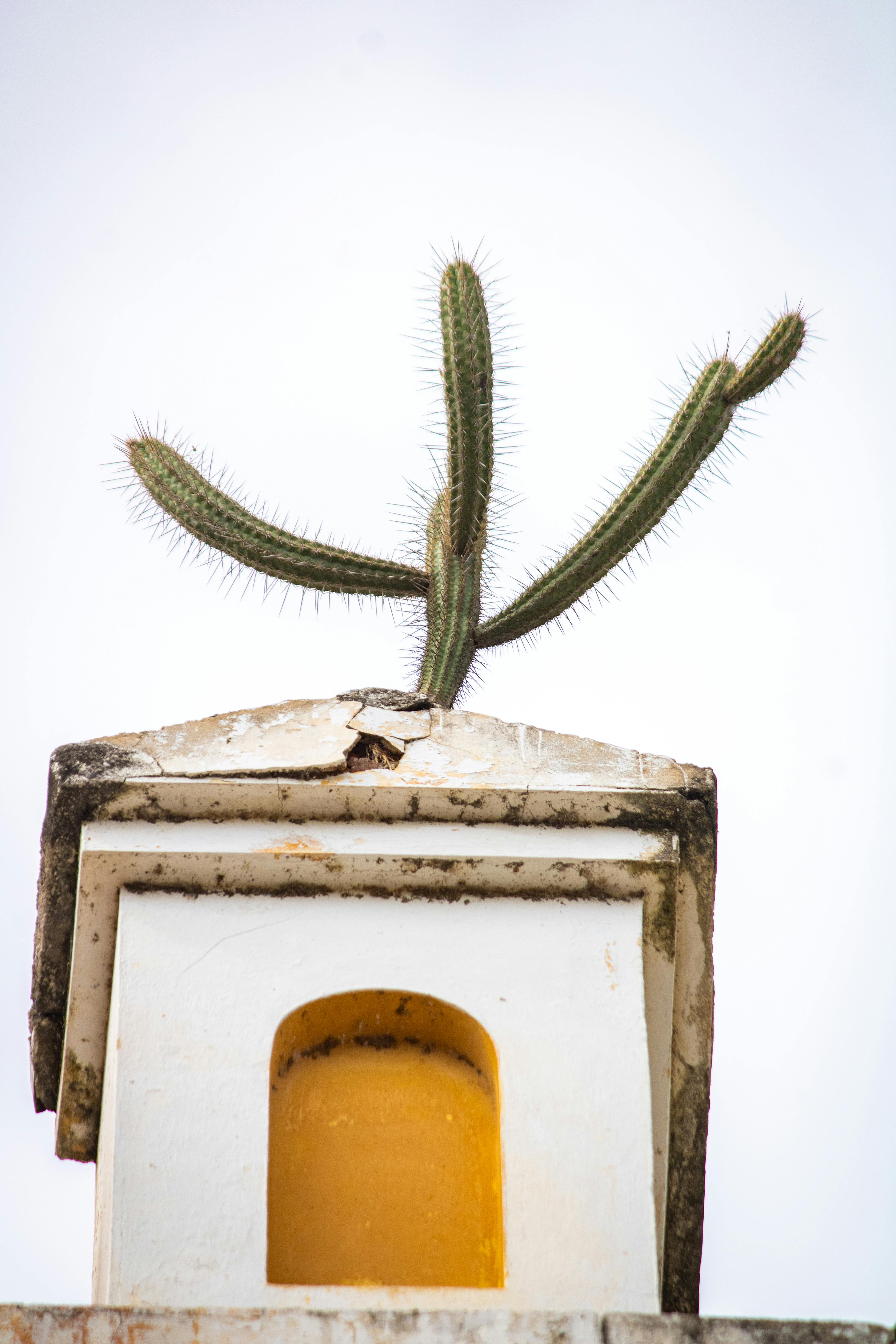 Real Cactus Photos, Download The BEST Free Real Cactus Stock Photos ...