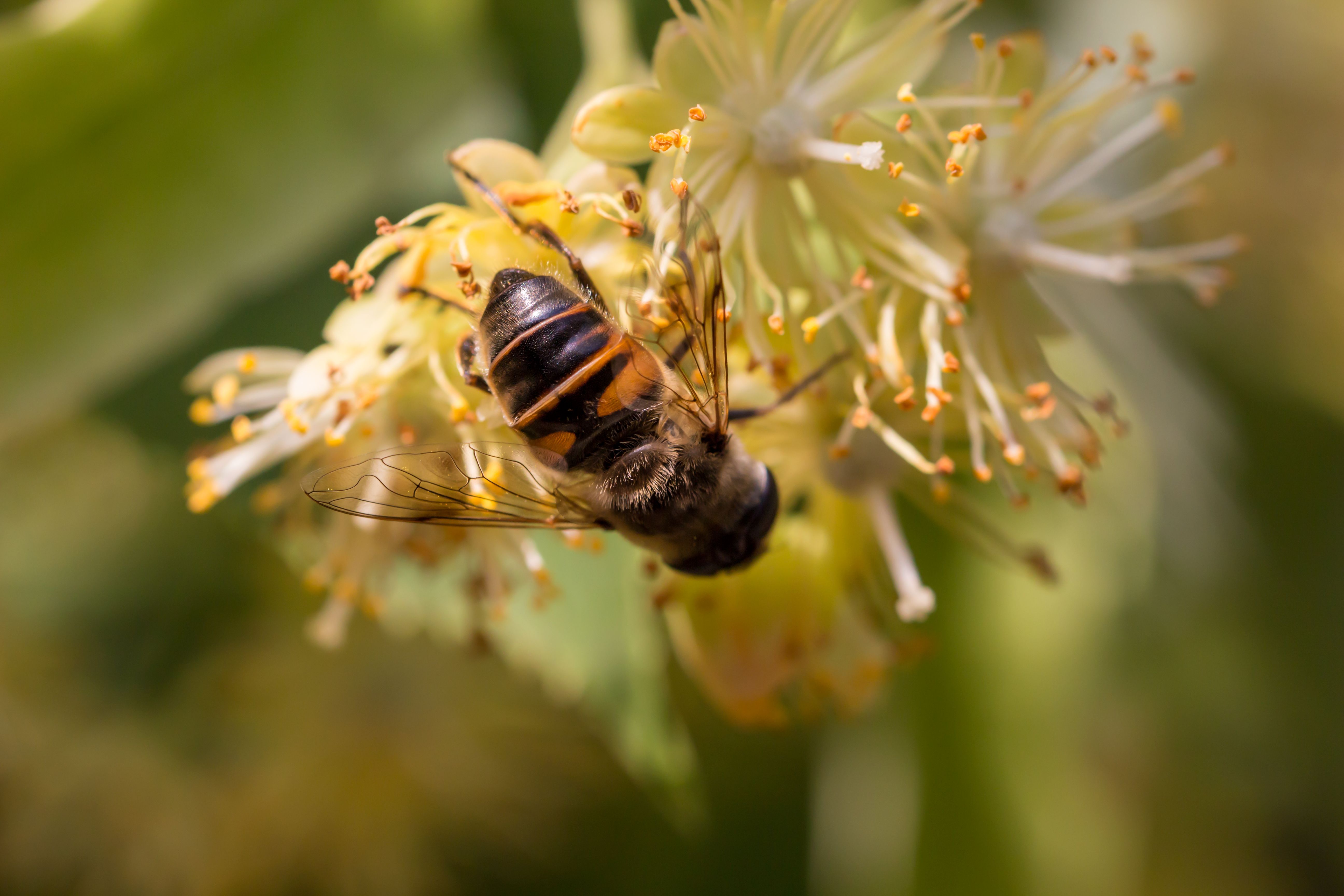 Close-up of a Bee Sitting on a Flower · Free Stock Photo