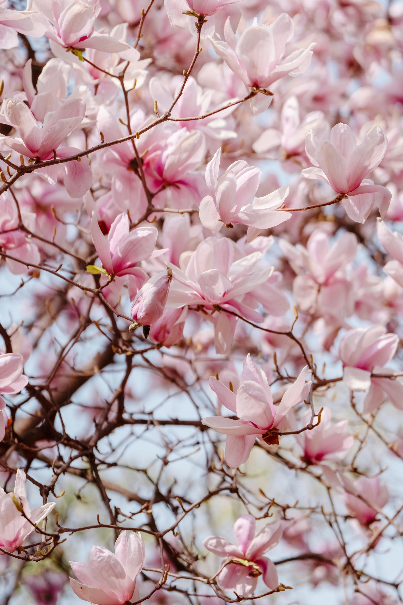 Magnolia Bark (Magnolia Officinalis) Photos, Download The BEST Free ...