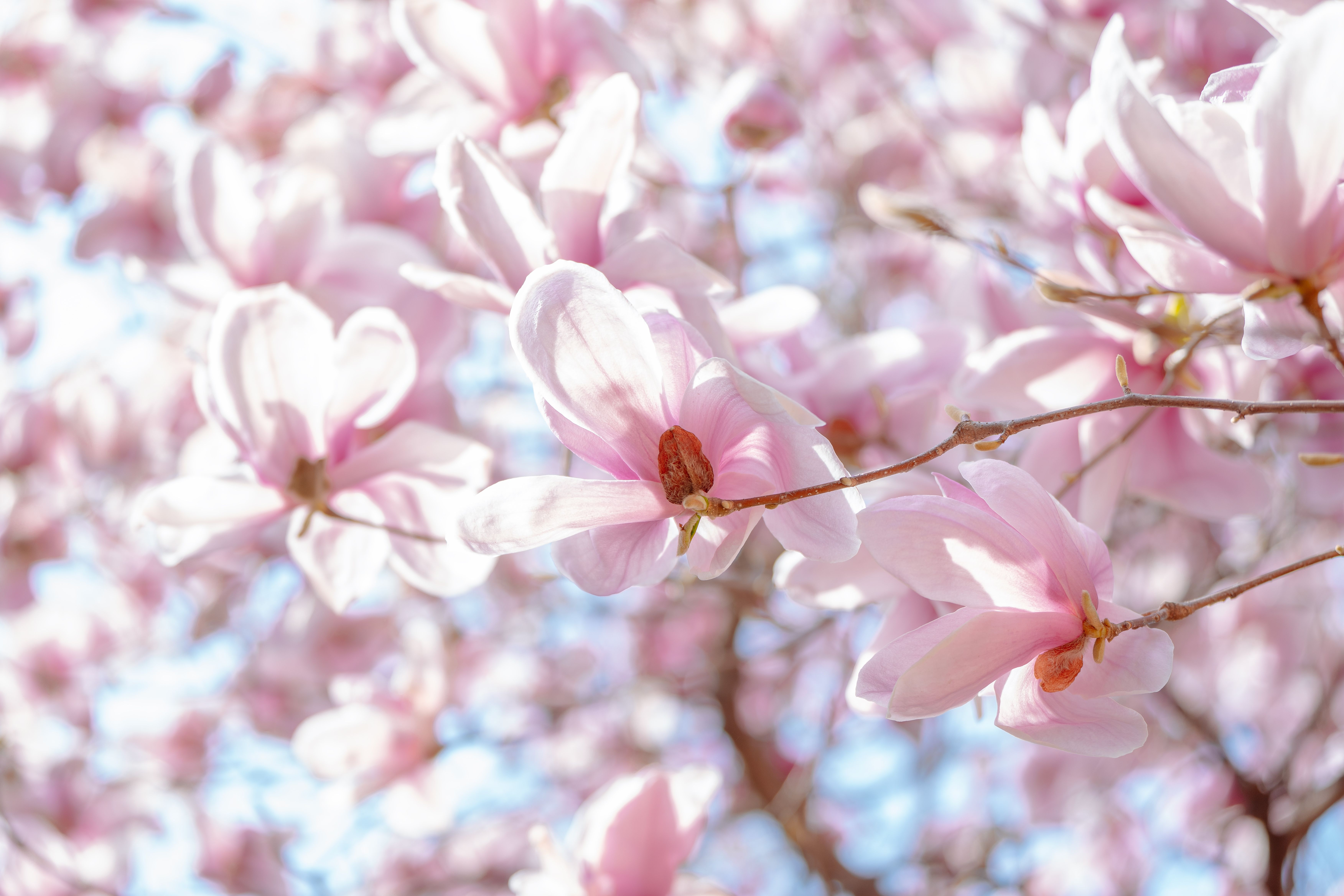 Closeup of Pink Blooming Magnolia Flowers · Free Stock Photo