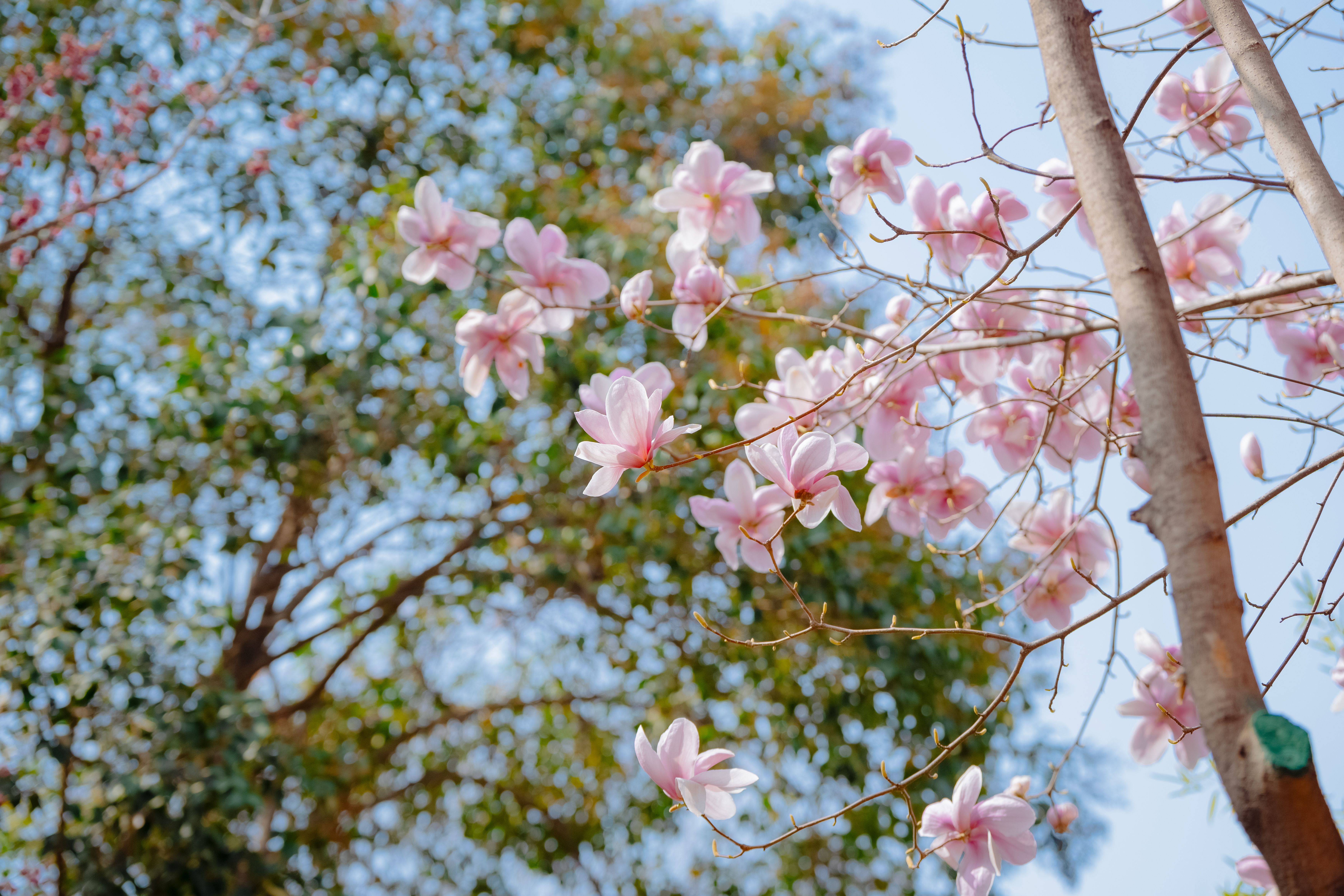 Flowers Blossom In the Trees · Free Stock Photo