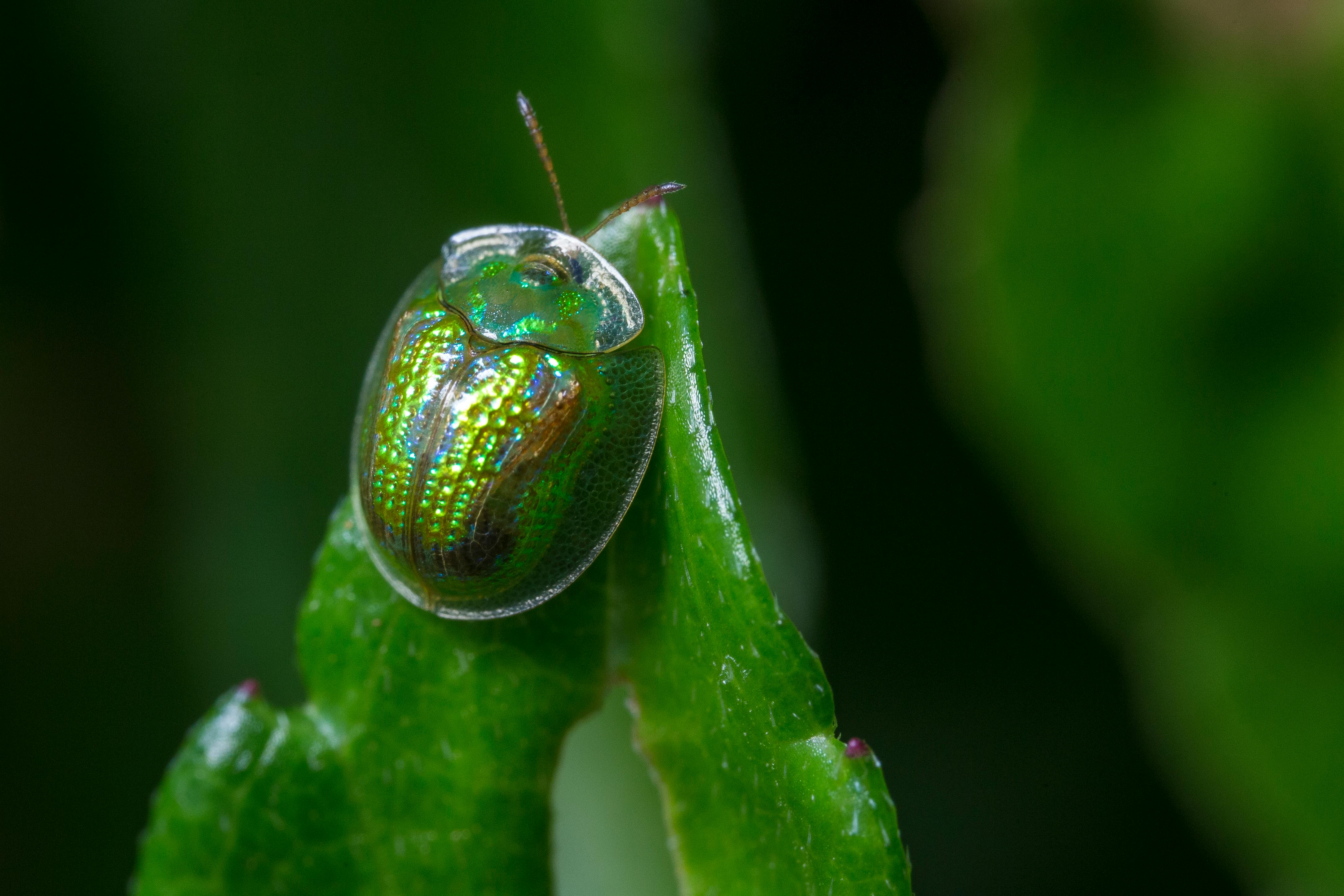 Macro Photography of Green Beetle on Green Leaf · Free Stock Photo