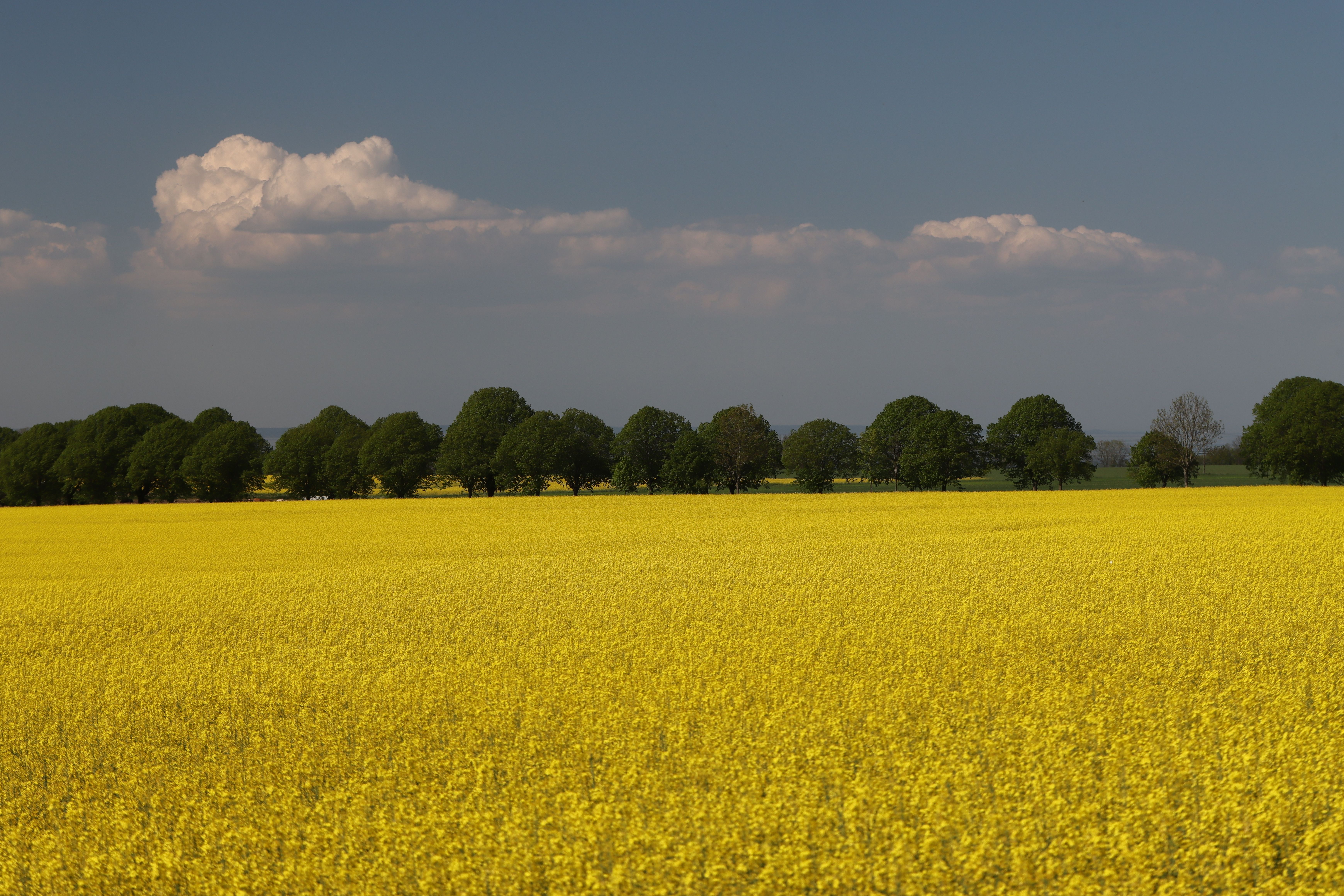 Yellow Field · Free Stock Photo