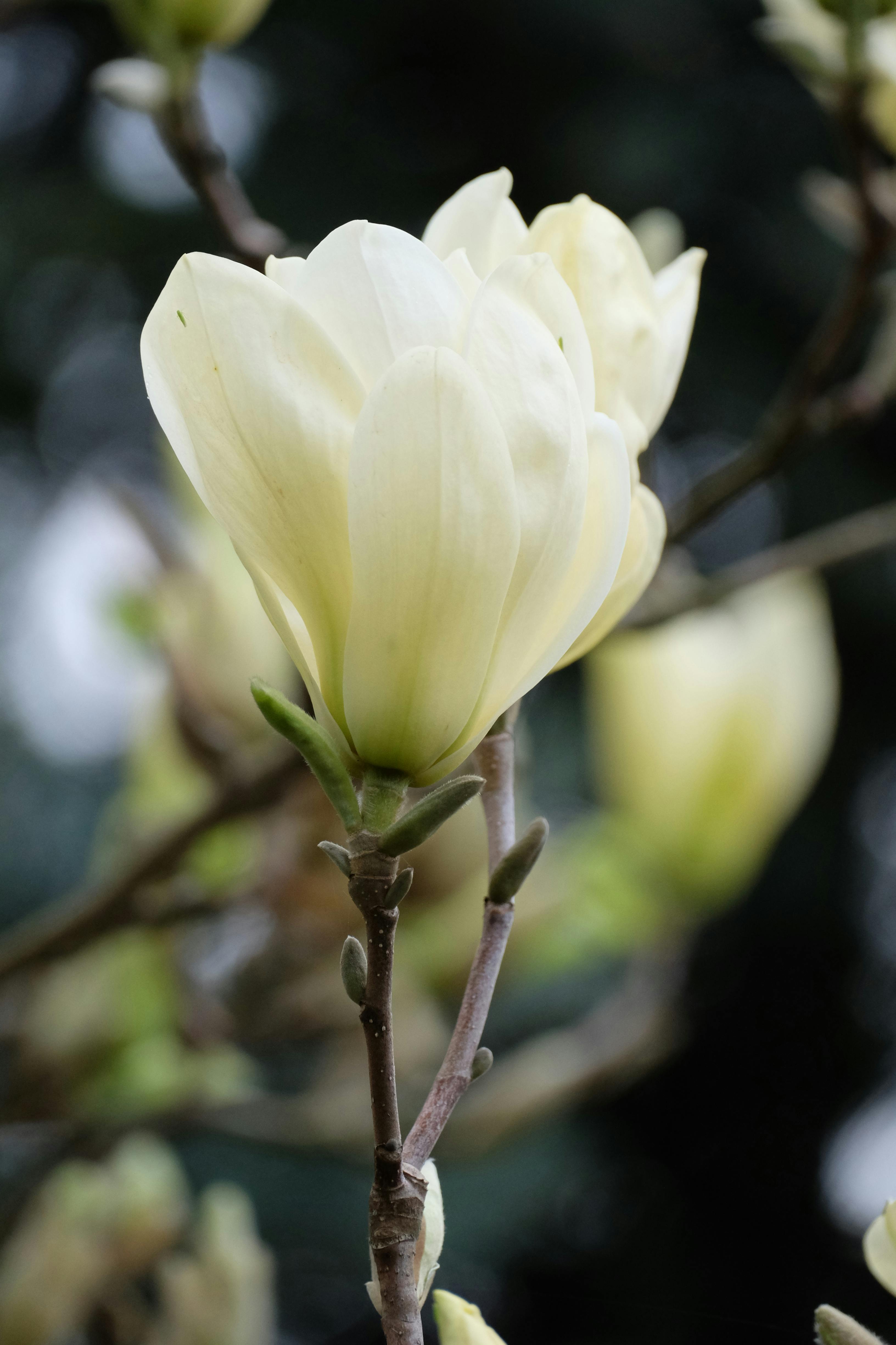 White Magnolia Flower · Free Stock Photo