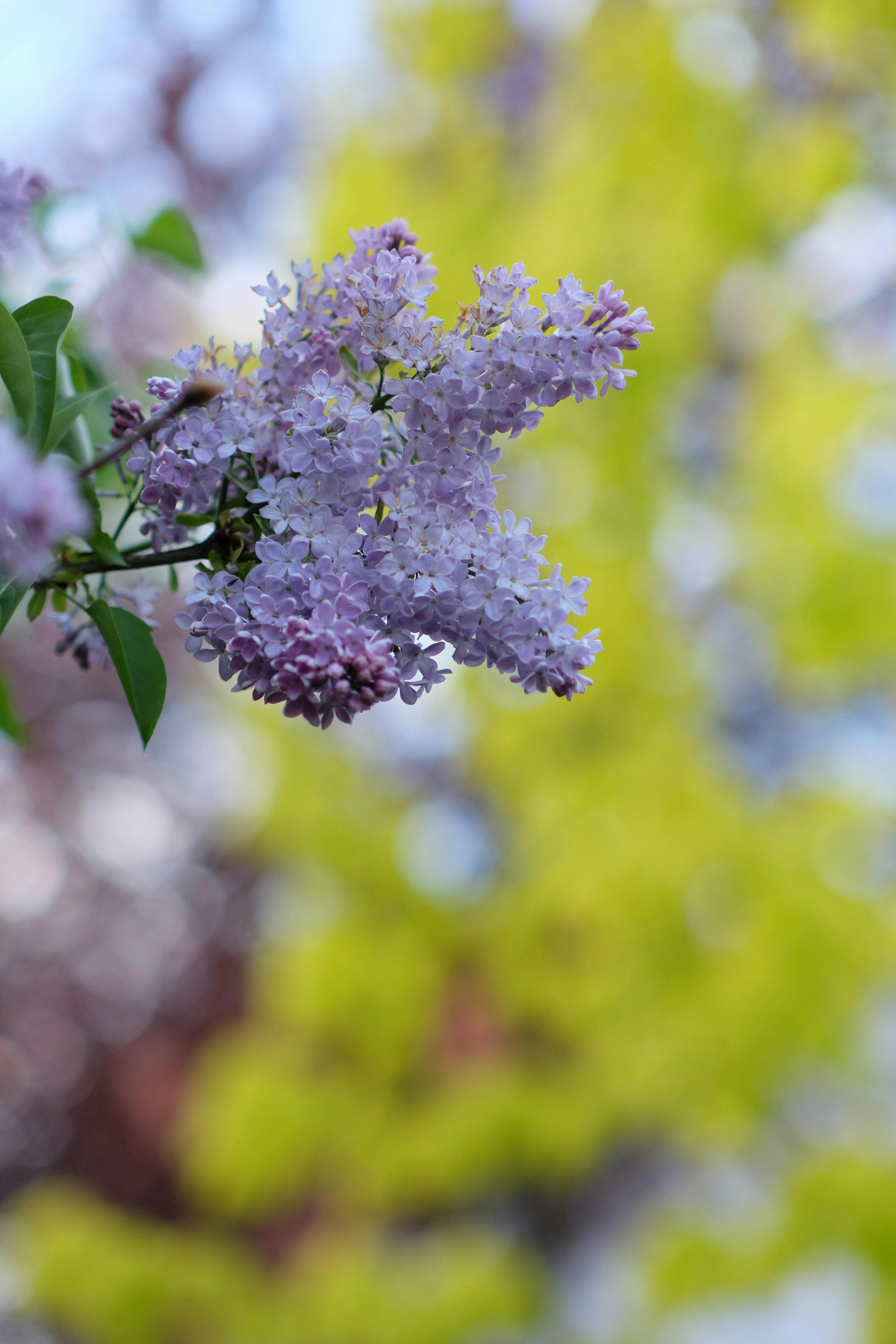 Ankan Lilac Photos, Download The BEST Free Ankan Lilac Stock Photos ...
