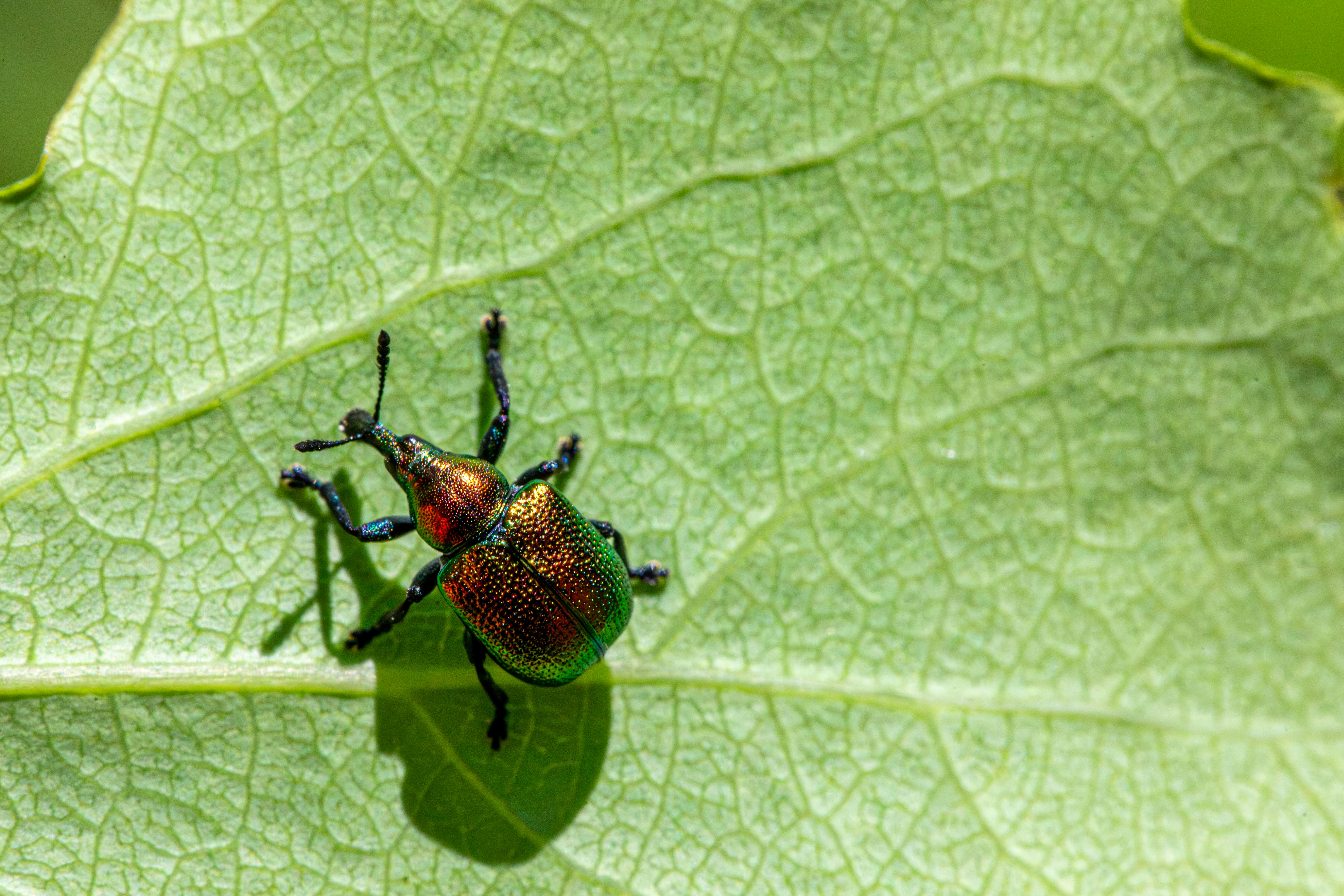 Aspen Leaf-rolling Weevil Beetle on Leaf · Free Stock Photo