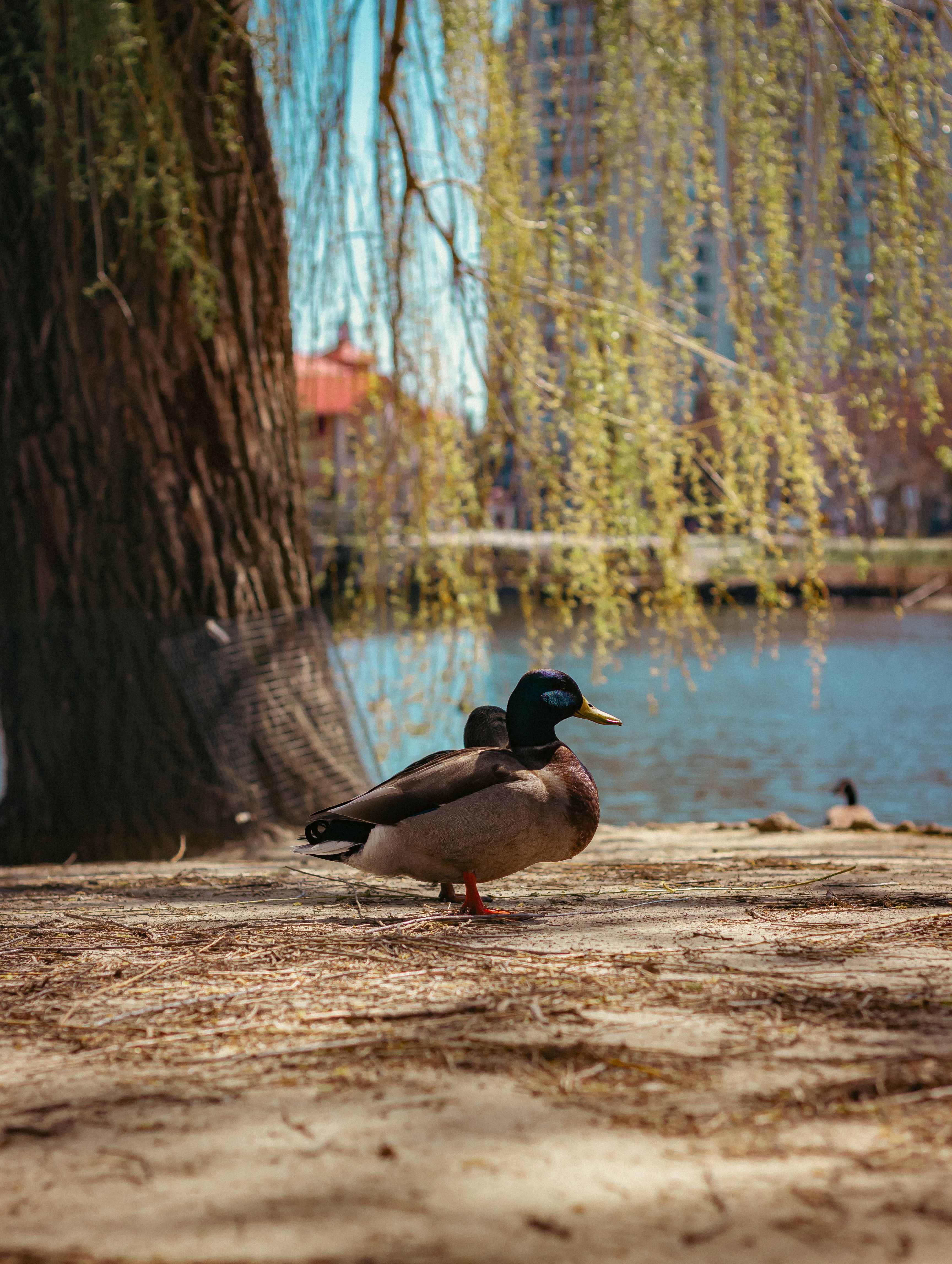 Bird Parking Yaninda Bisiklet Isareti Photos, Download The BEST Free ...